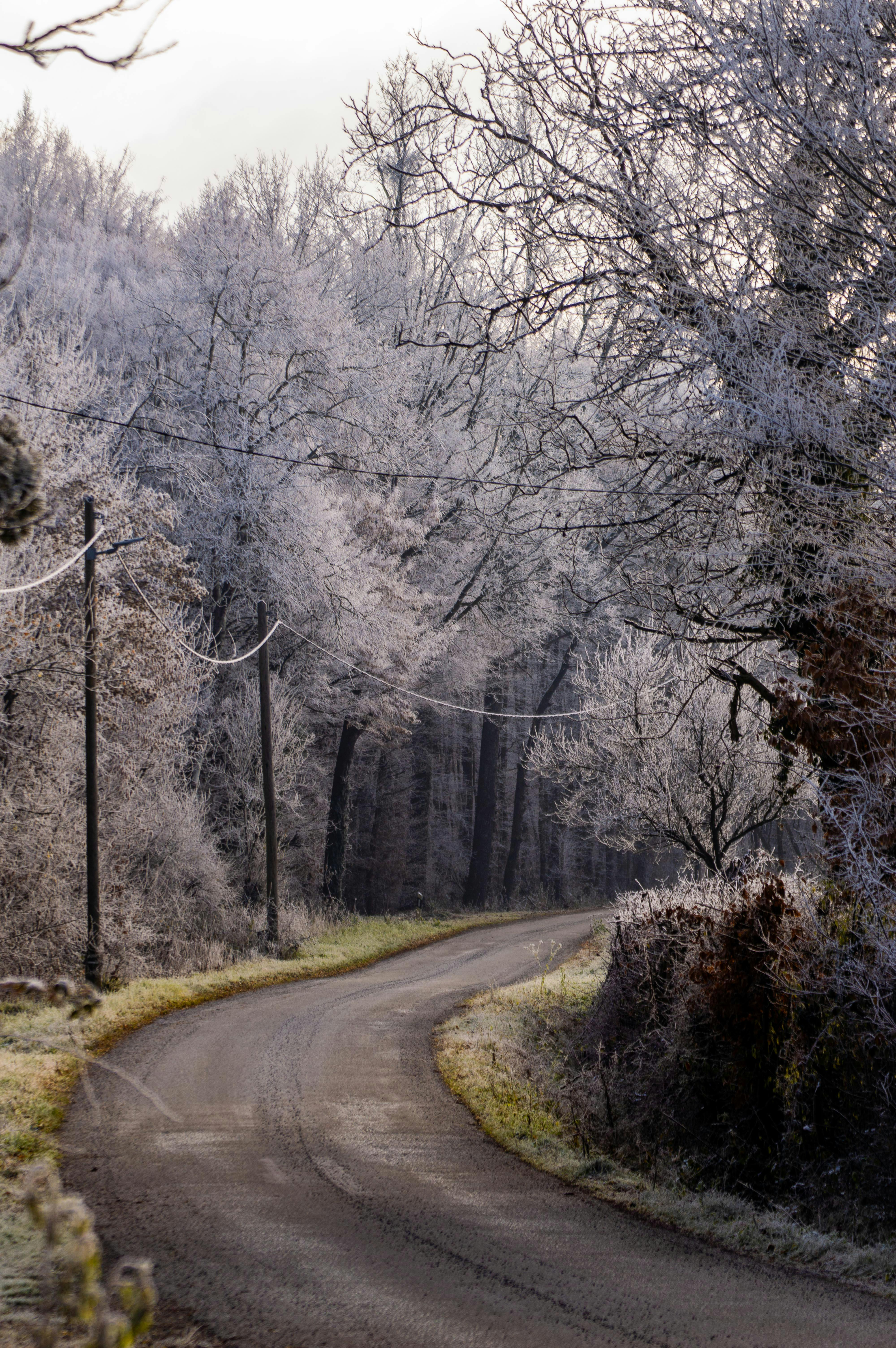 Country Road in a Forest · Free Stock Photo