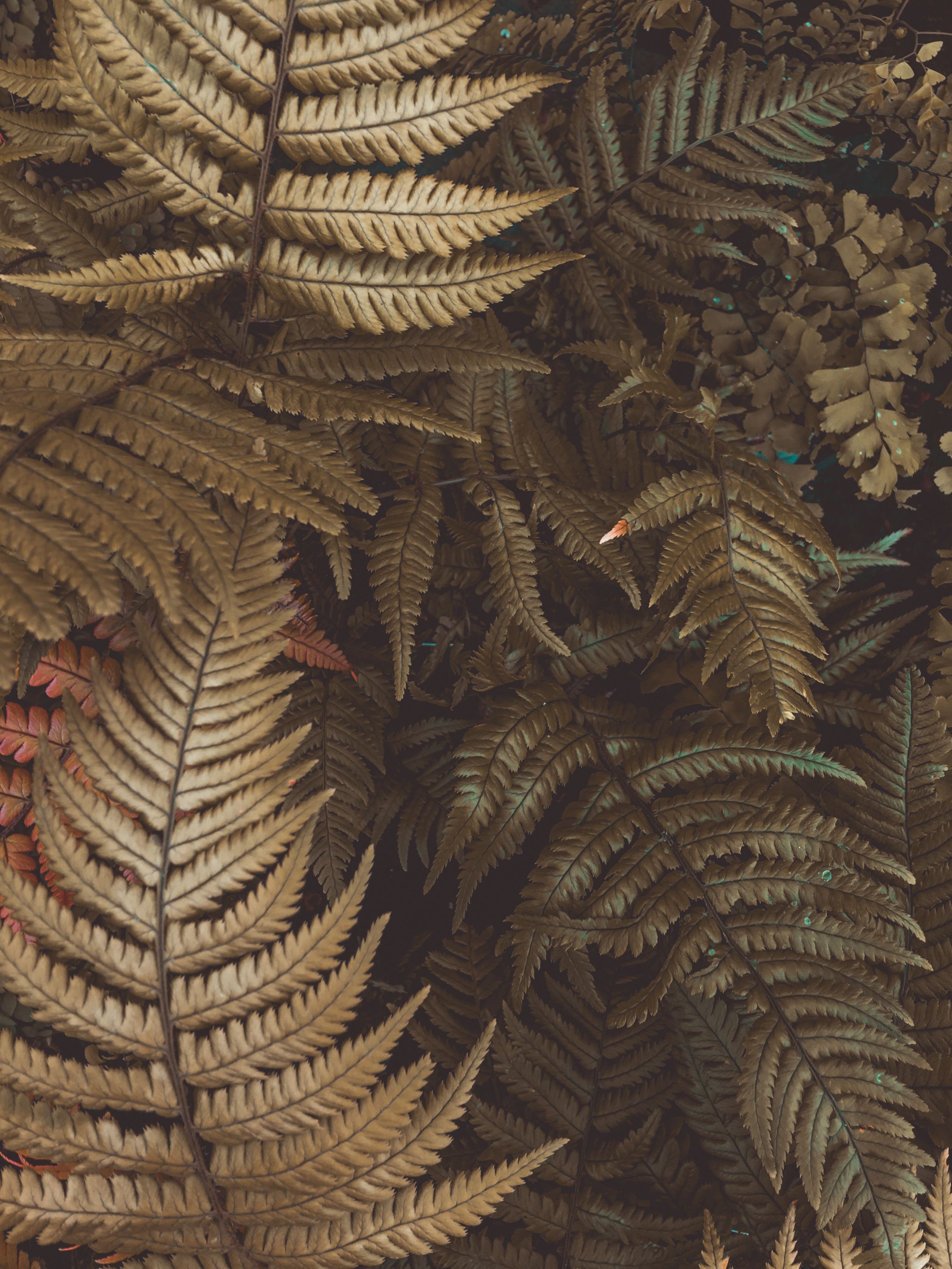 Fern Textures Photos, Download The BEST Free Fern Textures Stock Photos ...