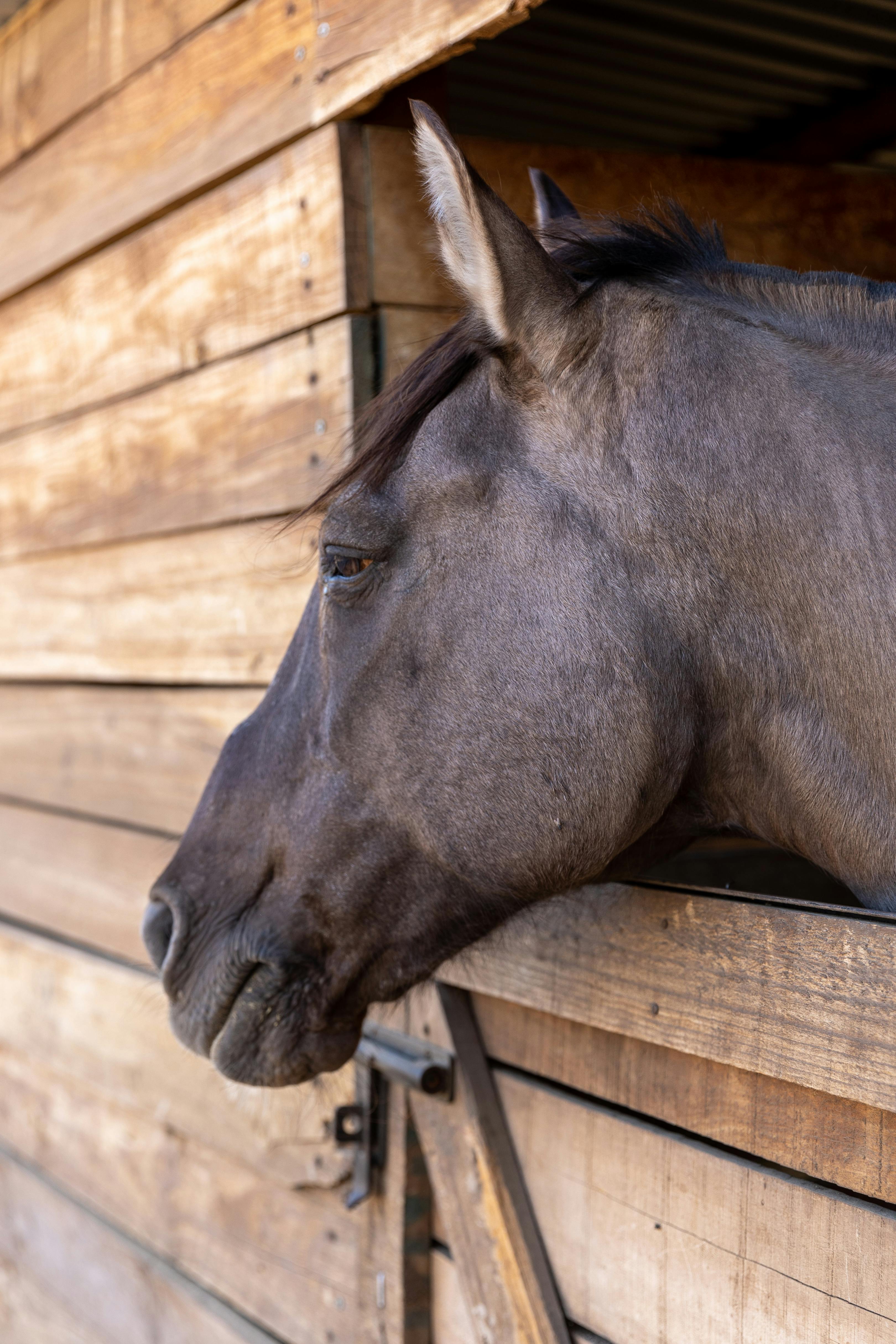 Horse Poop on Ground · Free Stock Photo