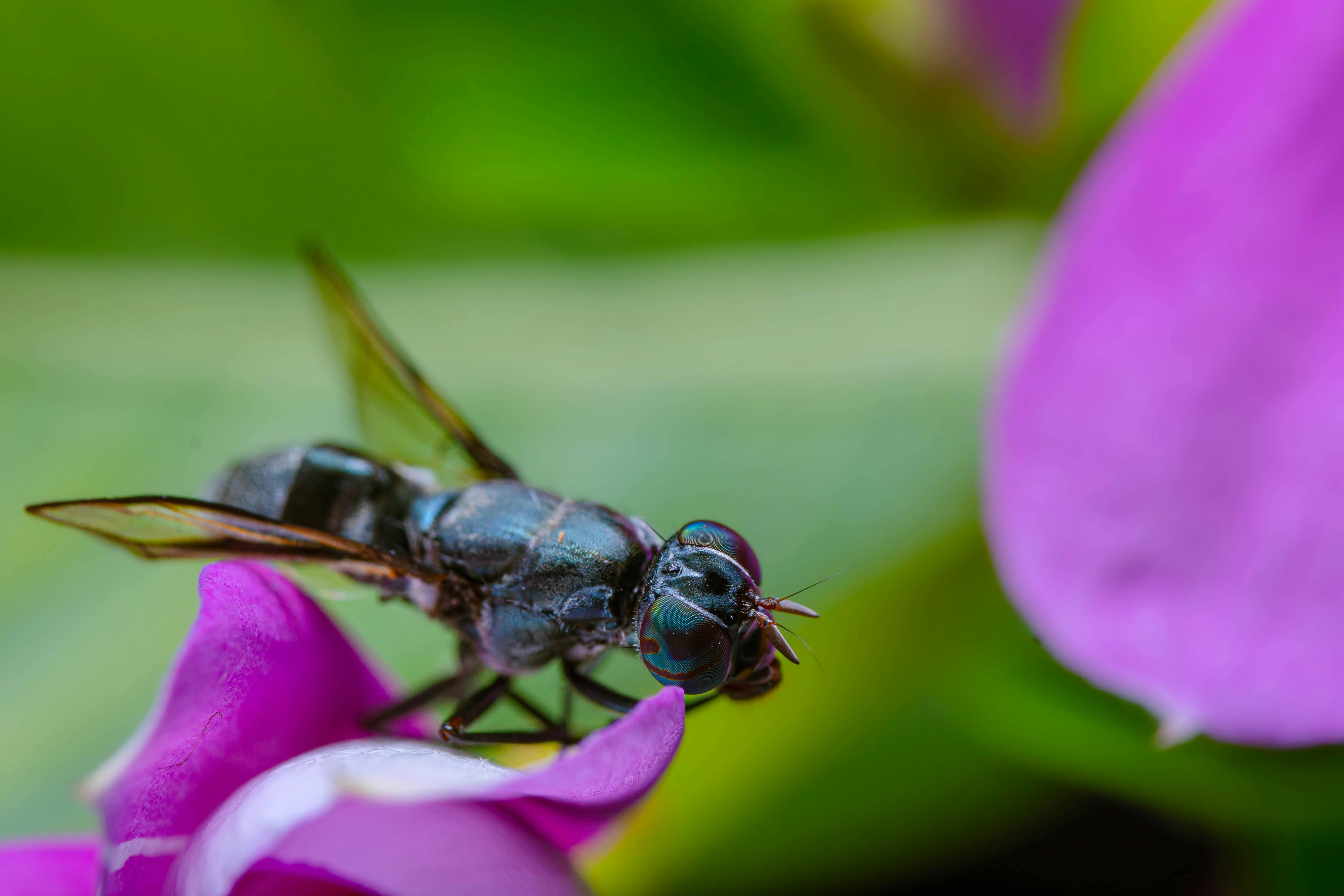the close-up of a horsefly on a pink violet flower petals · Free Stock ...