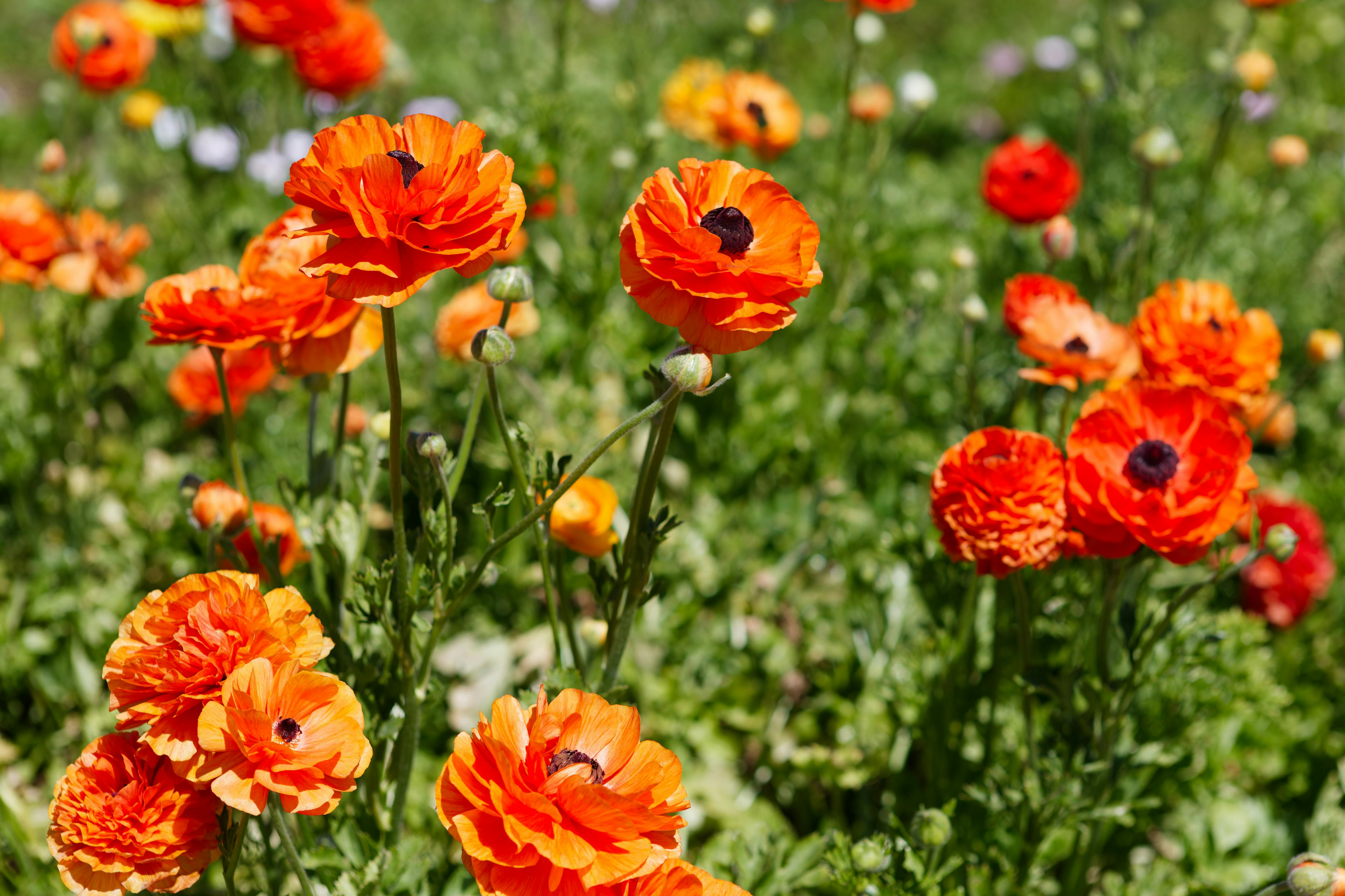 Close-Up Shot of Blooming Orange Poppy Flowers · Free Stock Photo