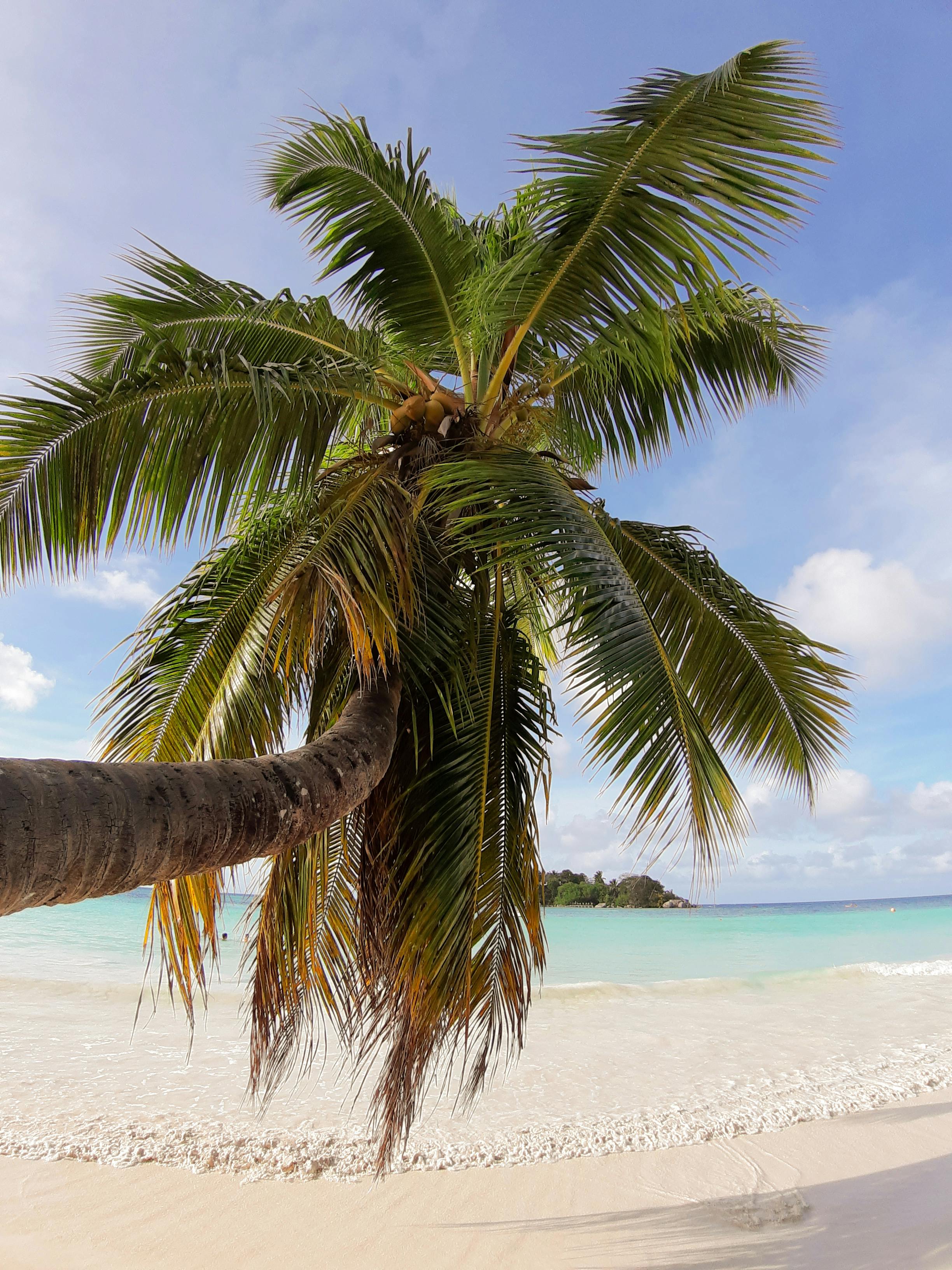 Bent Palm Tree on Beach · Free Stock Photo