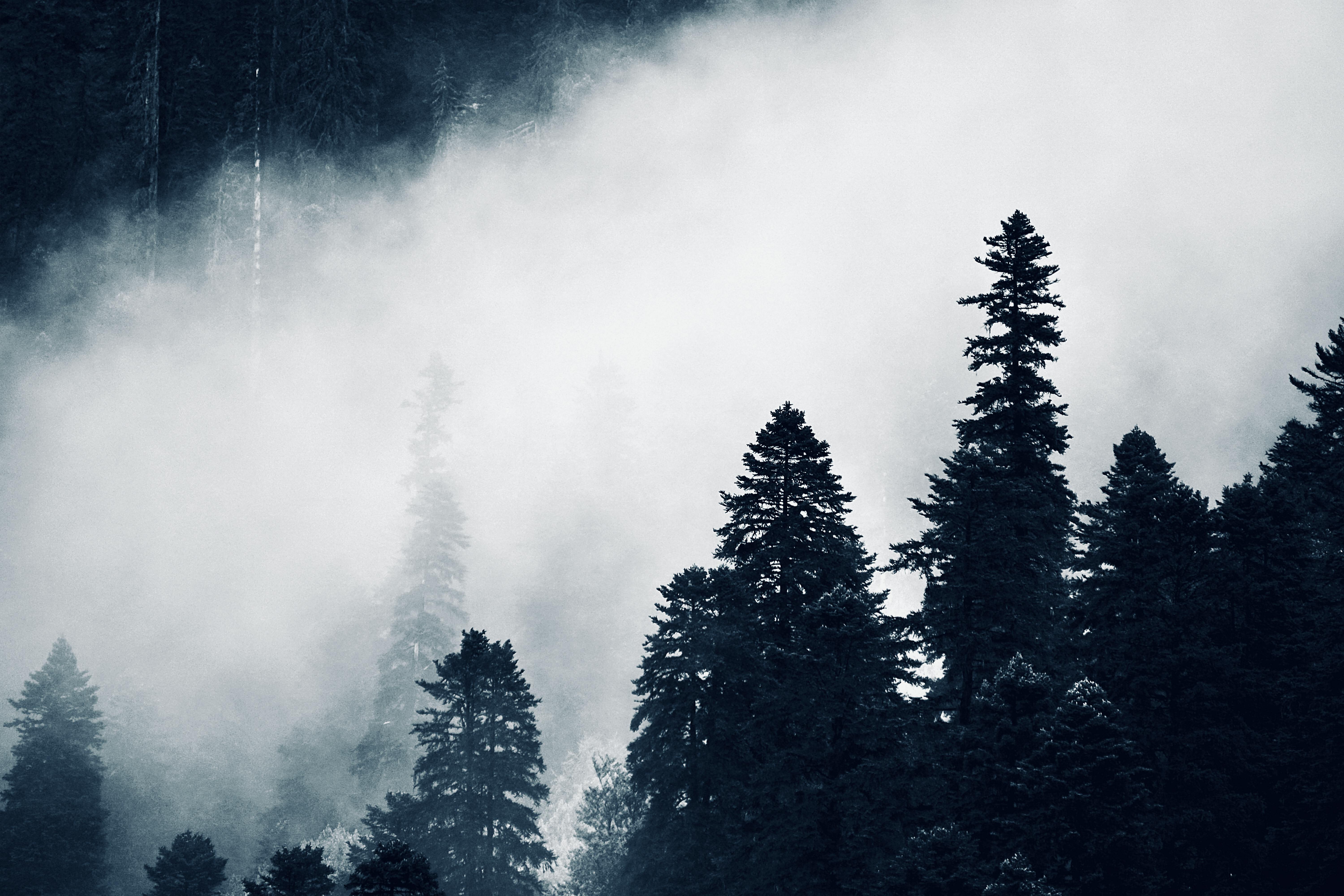 Low-light Photo of Mountain With Pine Trees Covered With Fogs · Free ...