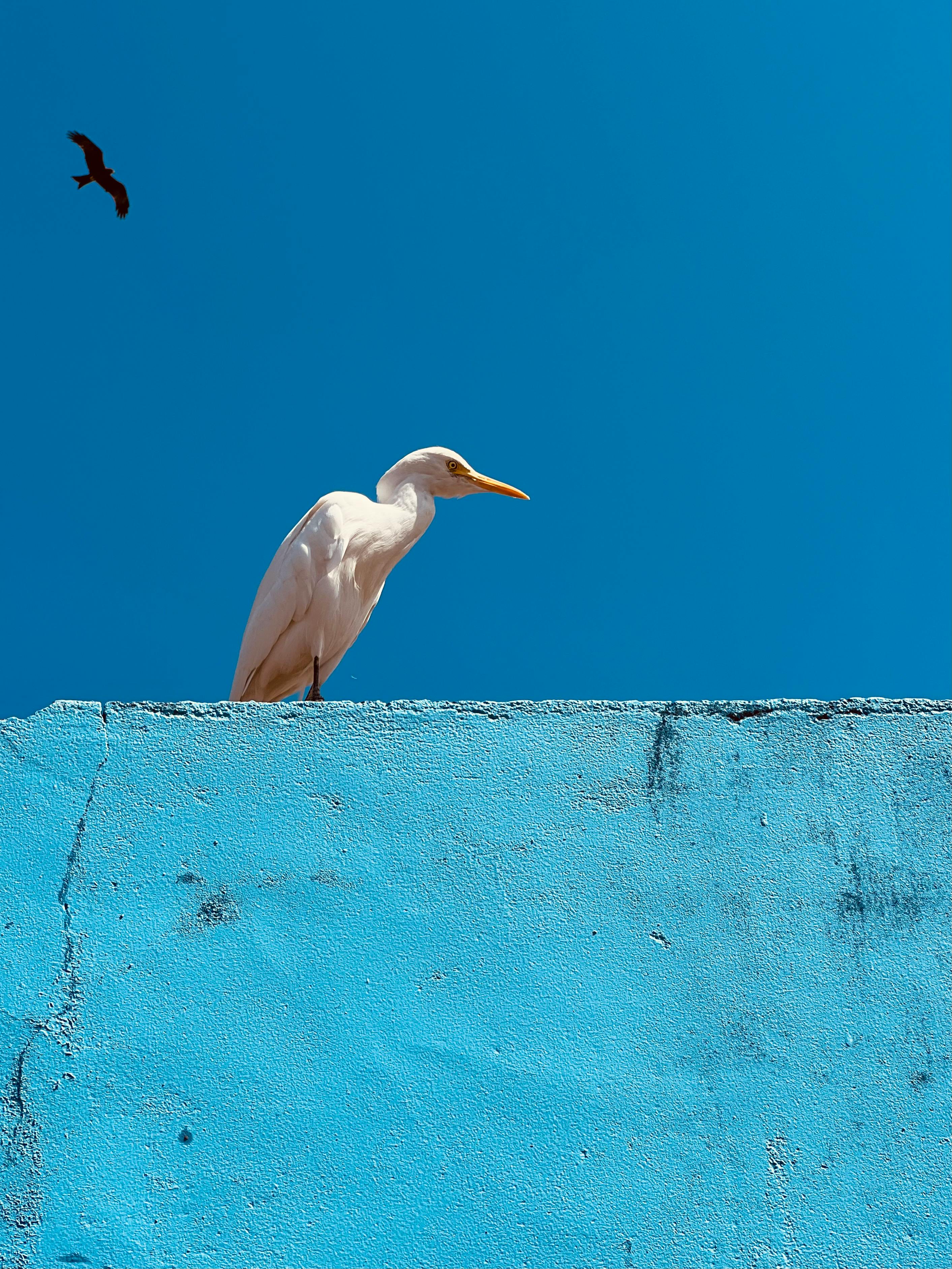 Vídeos de stock gratuitos sobre agricultura, animal, becerro, cabeza ...