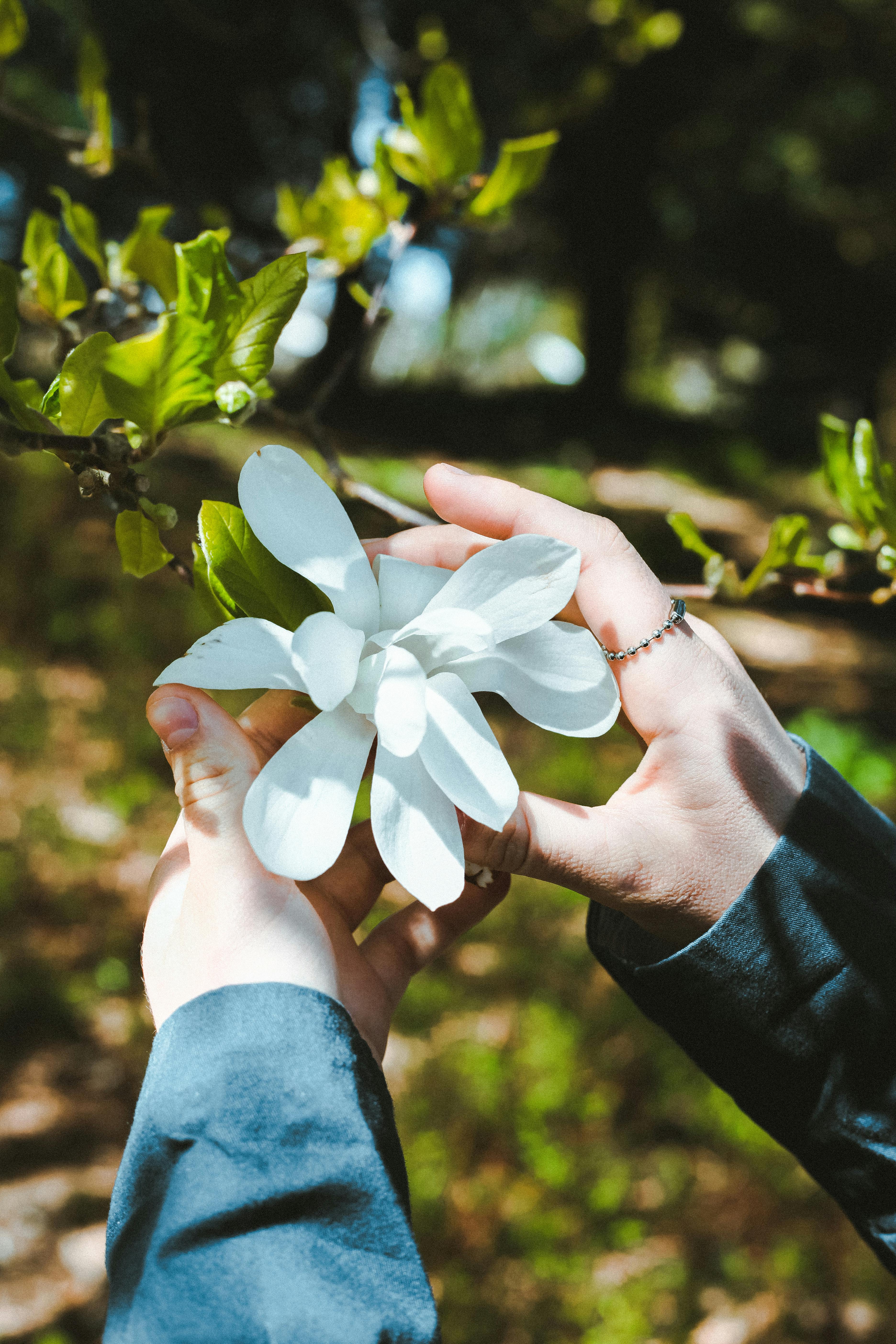 What is an Irish flower?