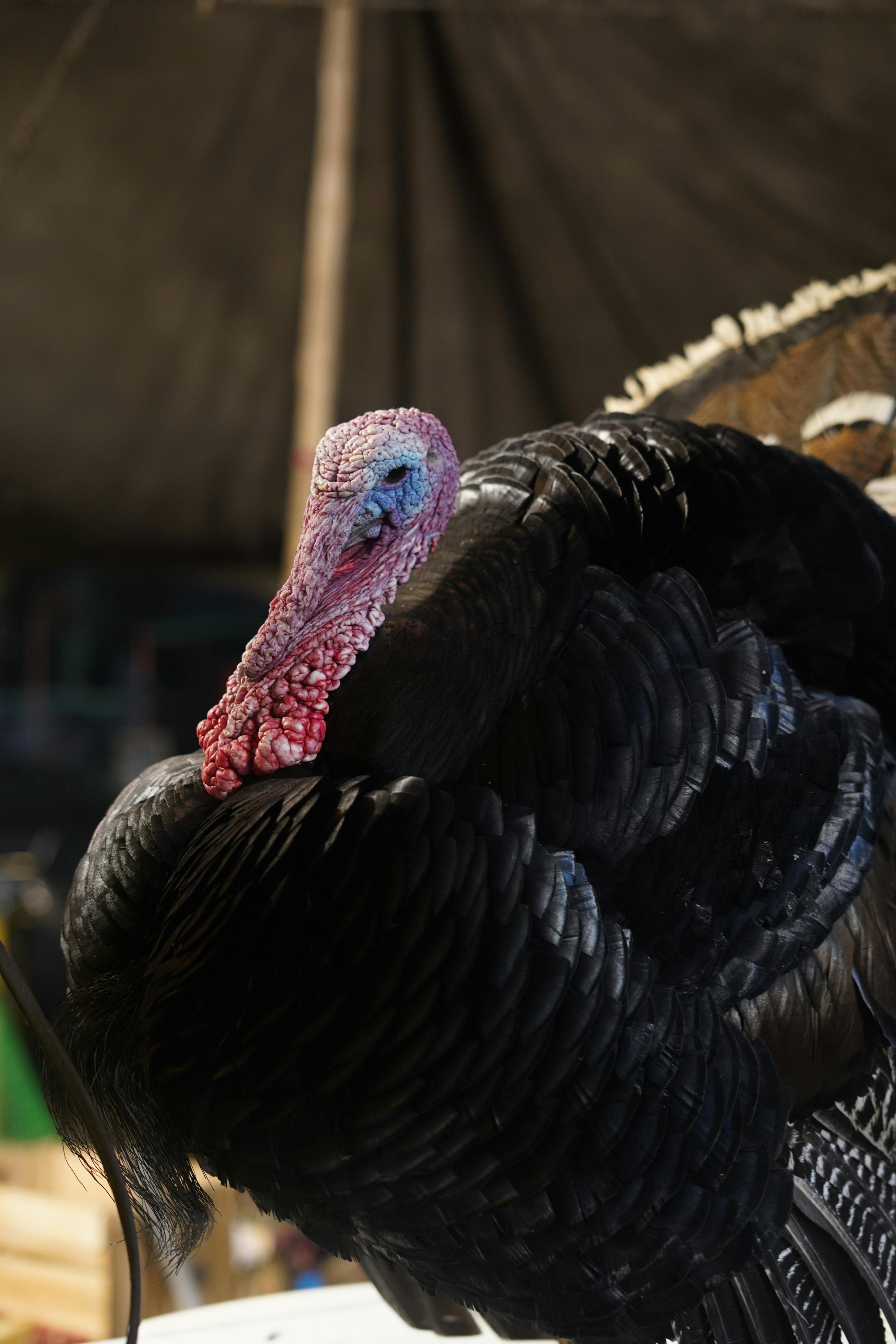 Close-Up Shot of a Turkey · Free Stock Photo