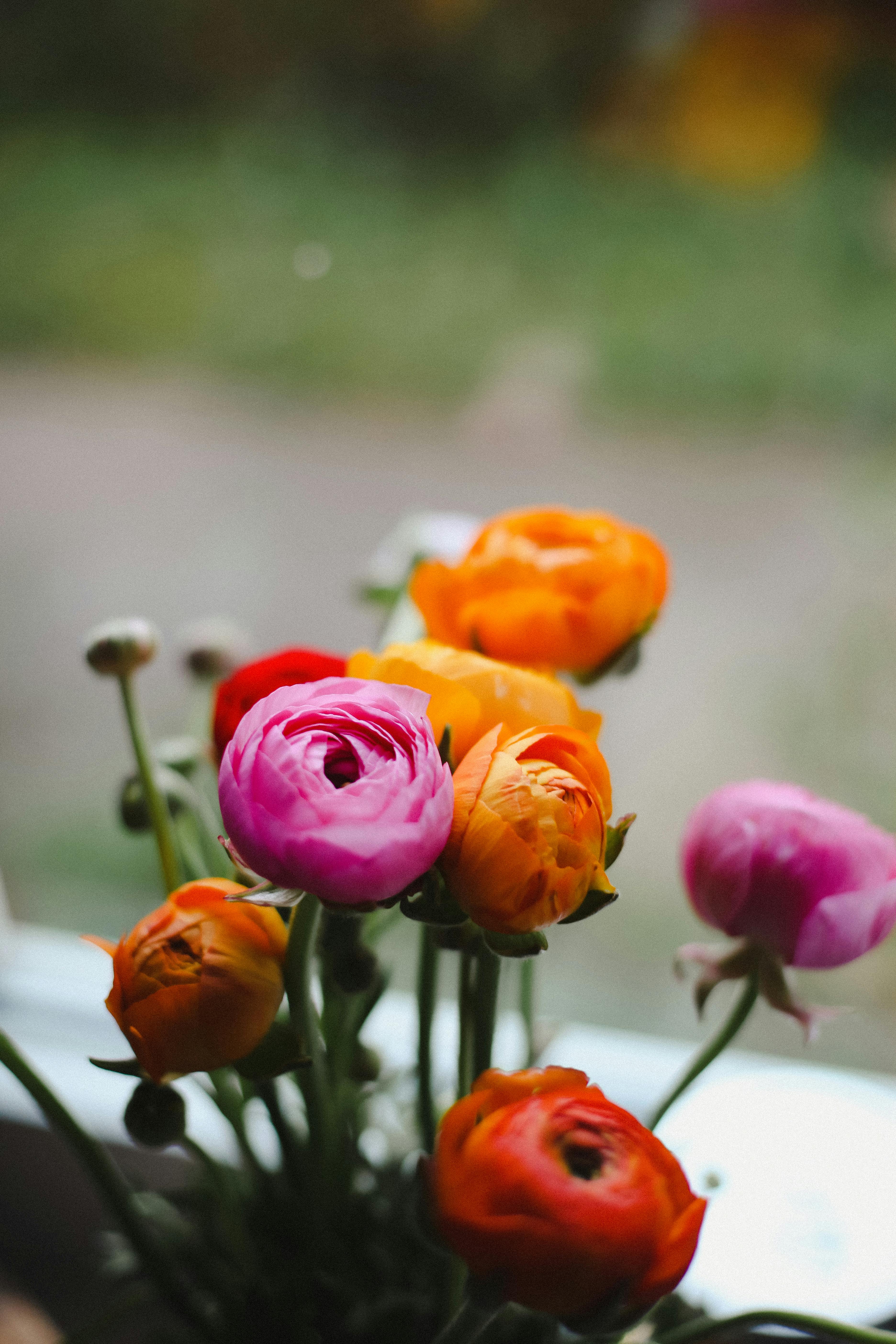 Fondo De Pantalla De Windows 10 Color: Violeta Photos, Download The ...