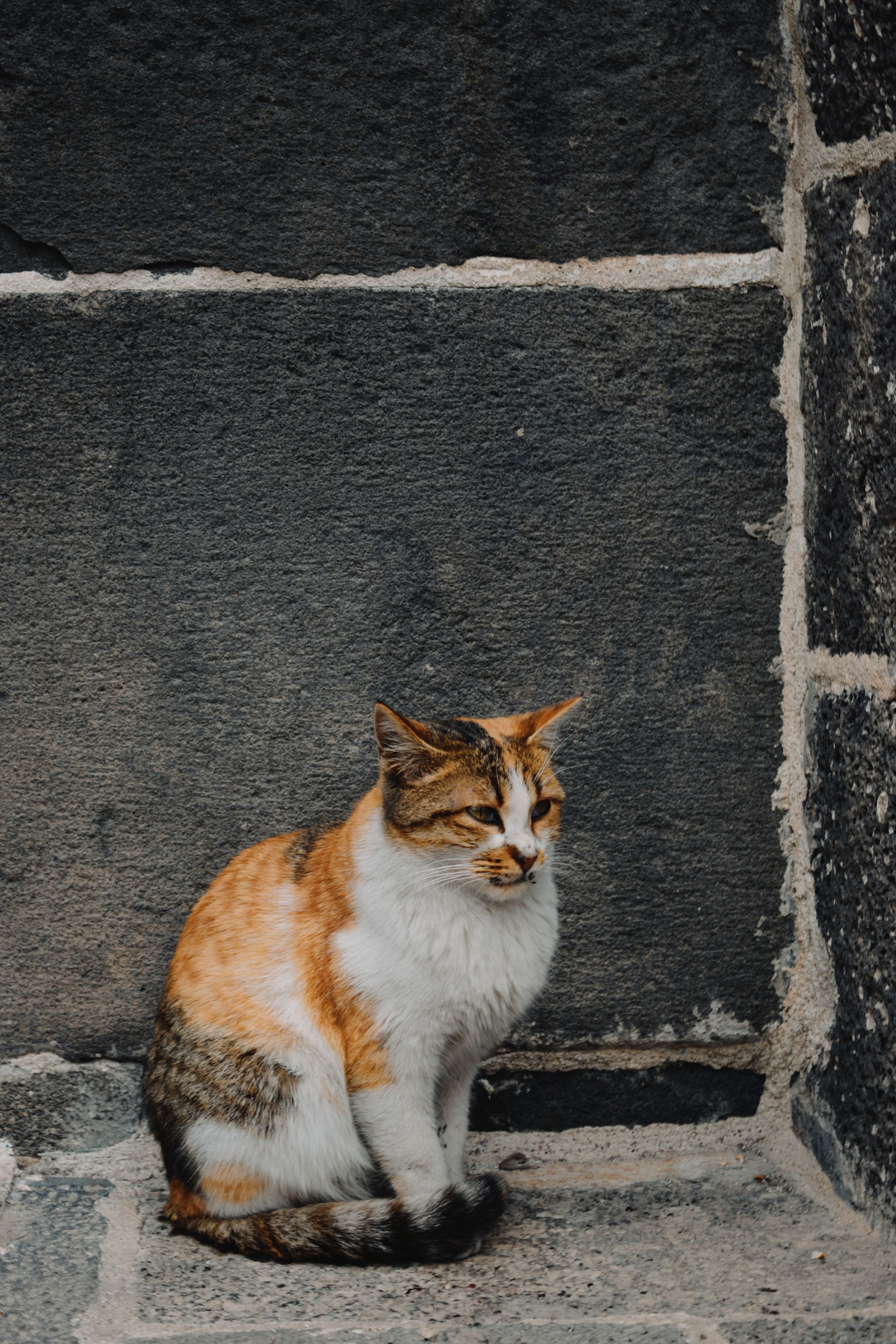 Low-Angle Shot of a Calico Cat Sitting on Concrete Stairs · Free Stock ...