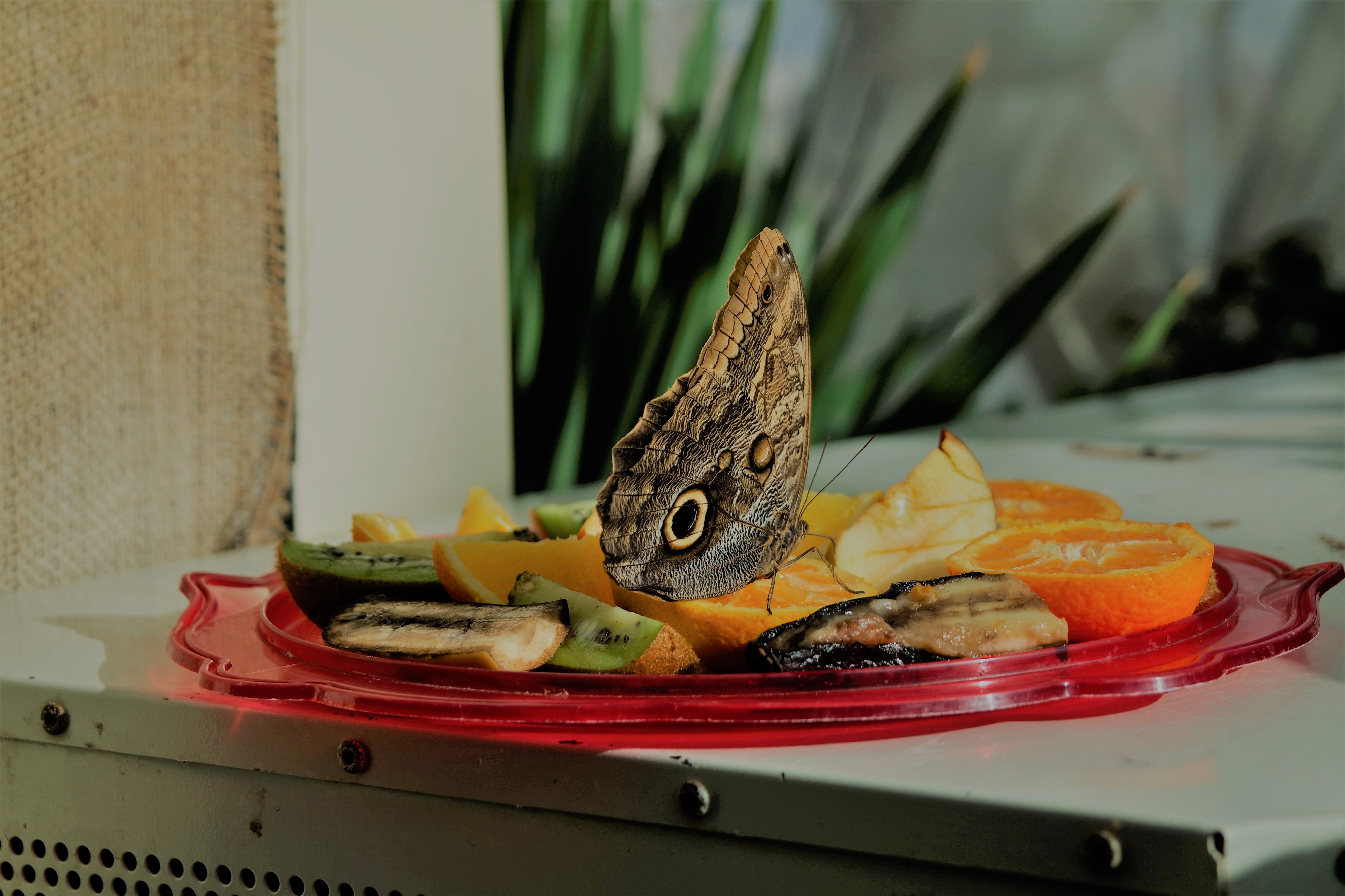 Desktop Backgrounds Animations Photos, Download Free Desktop ...
