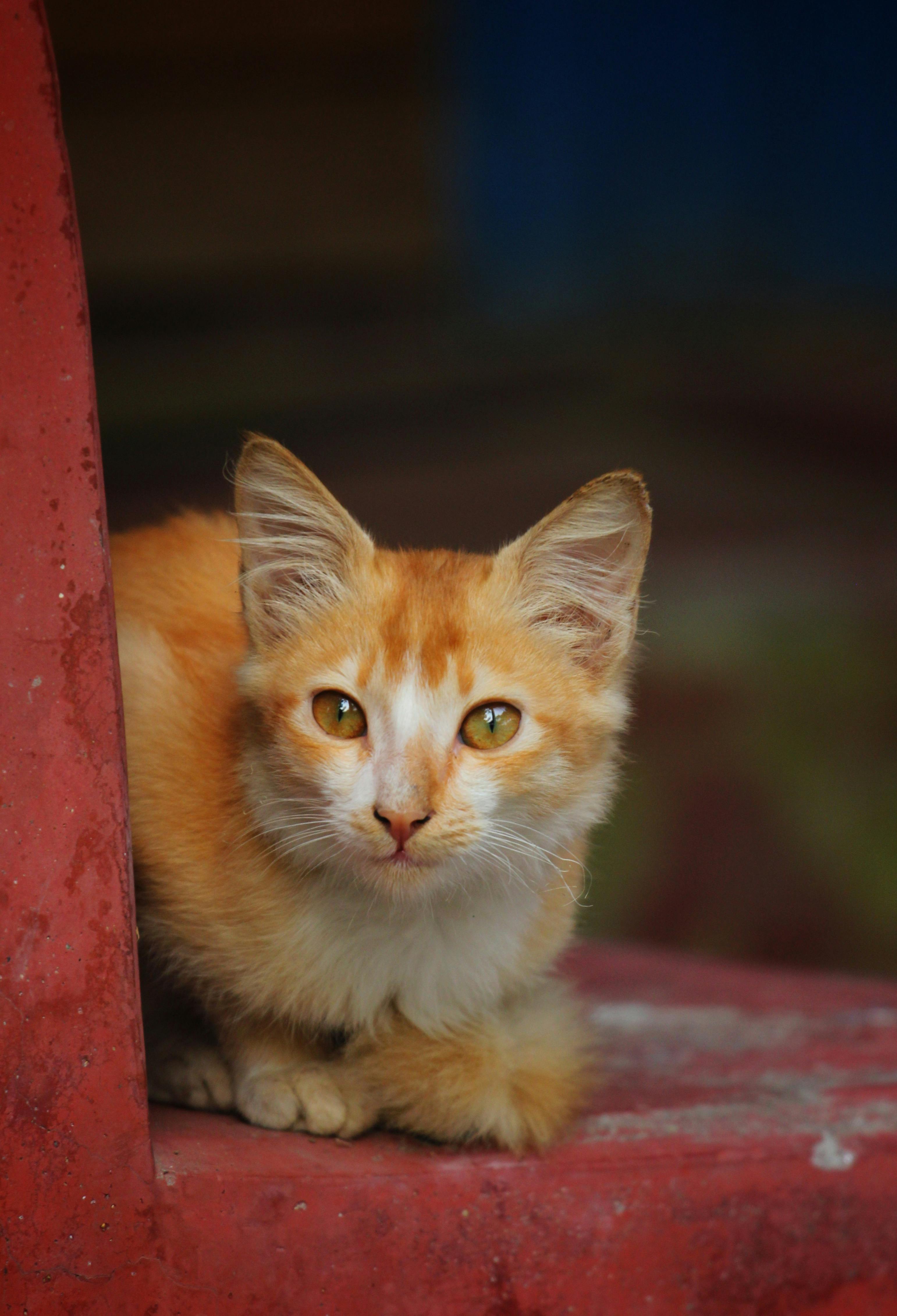 Photo of Two Cats · Free Stock Photo