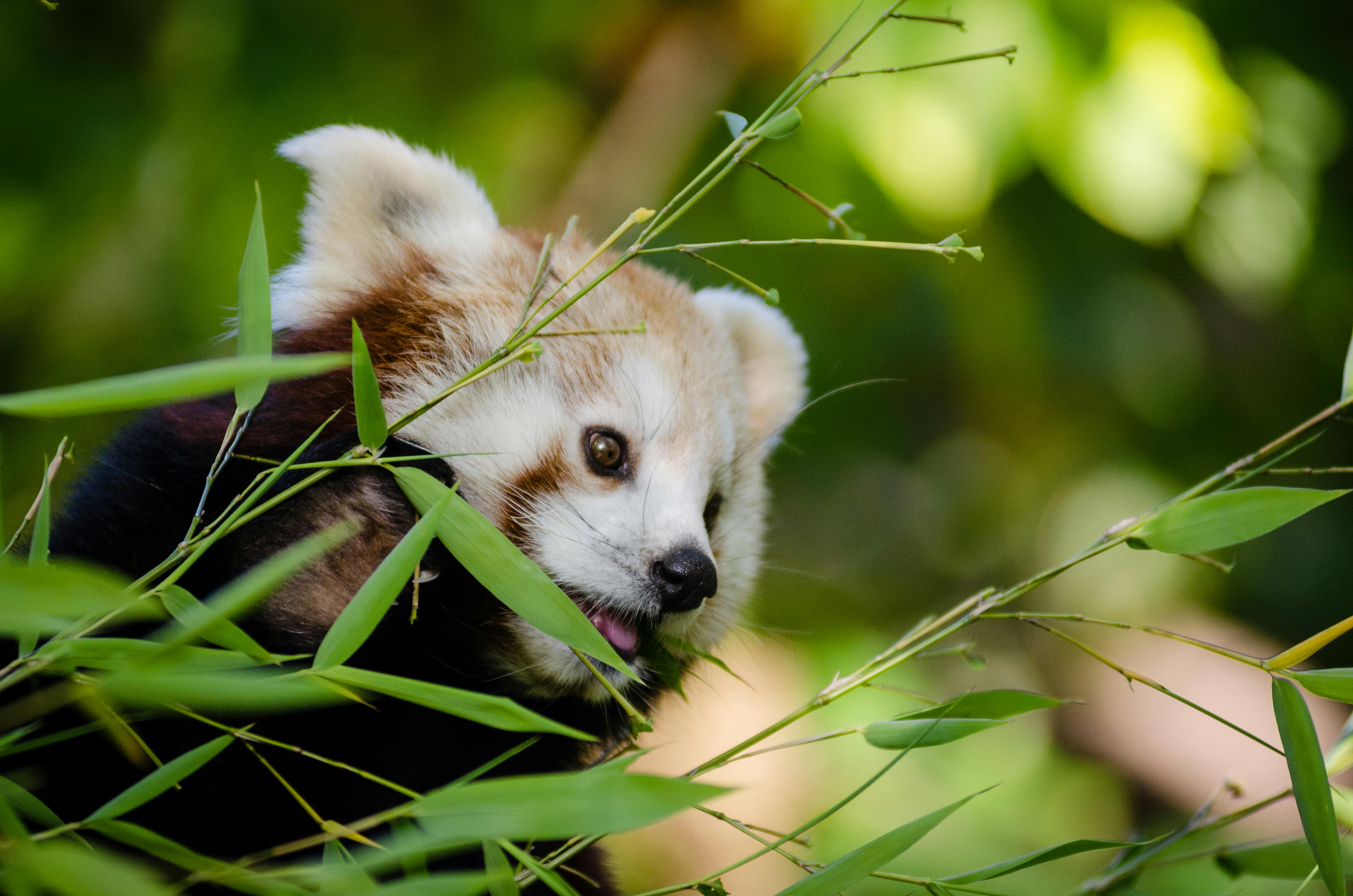 Red Panda Walking on Tree Log during Daytime · Free Stock Photo