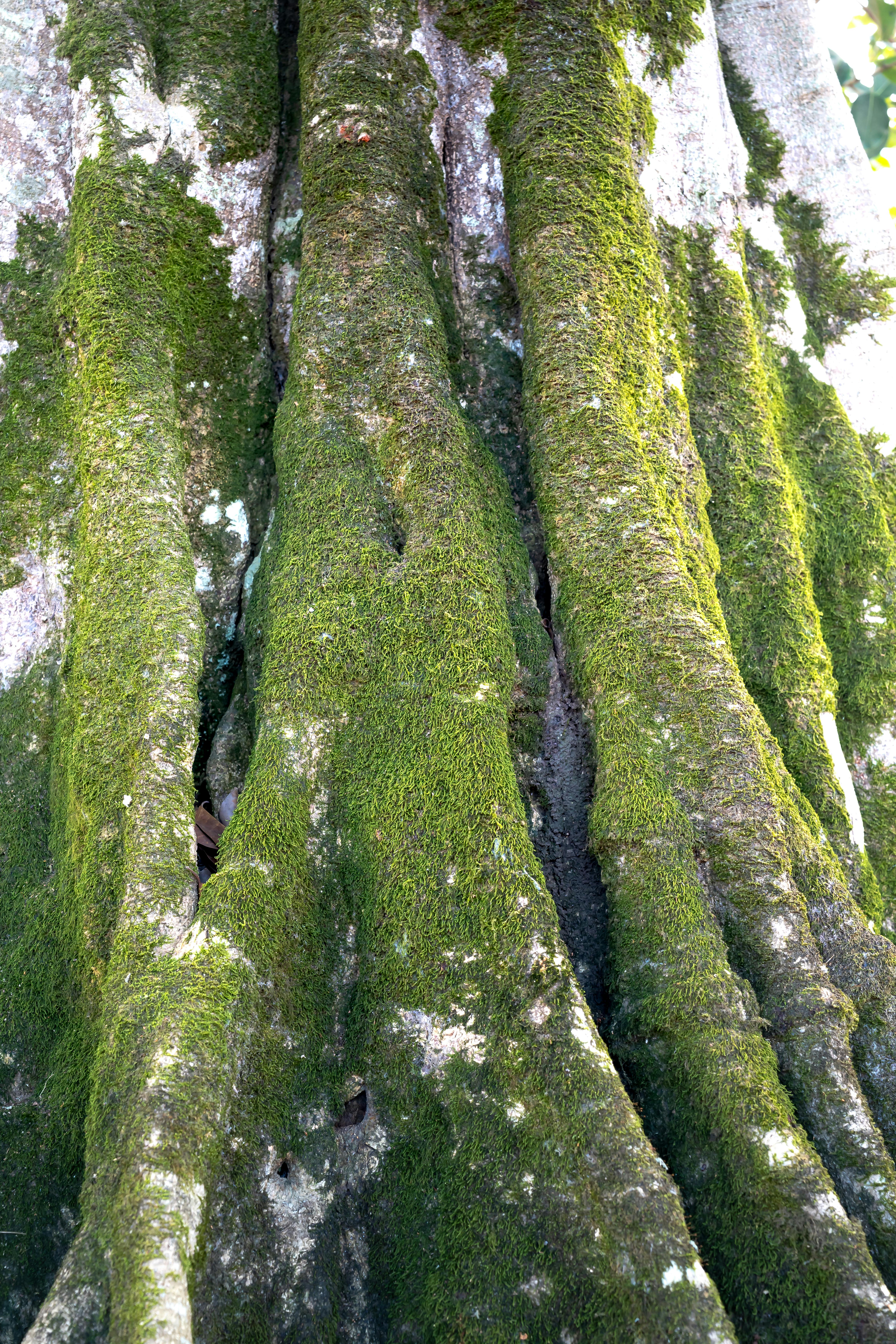 Moss on Bark · Free Stock Photo