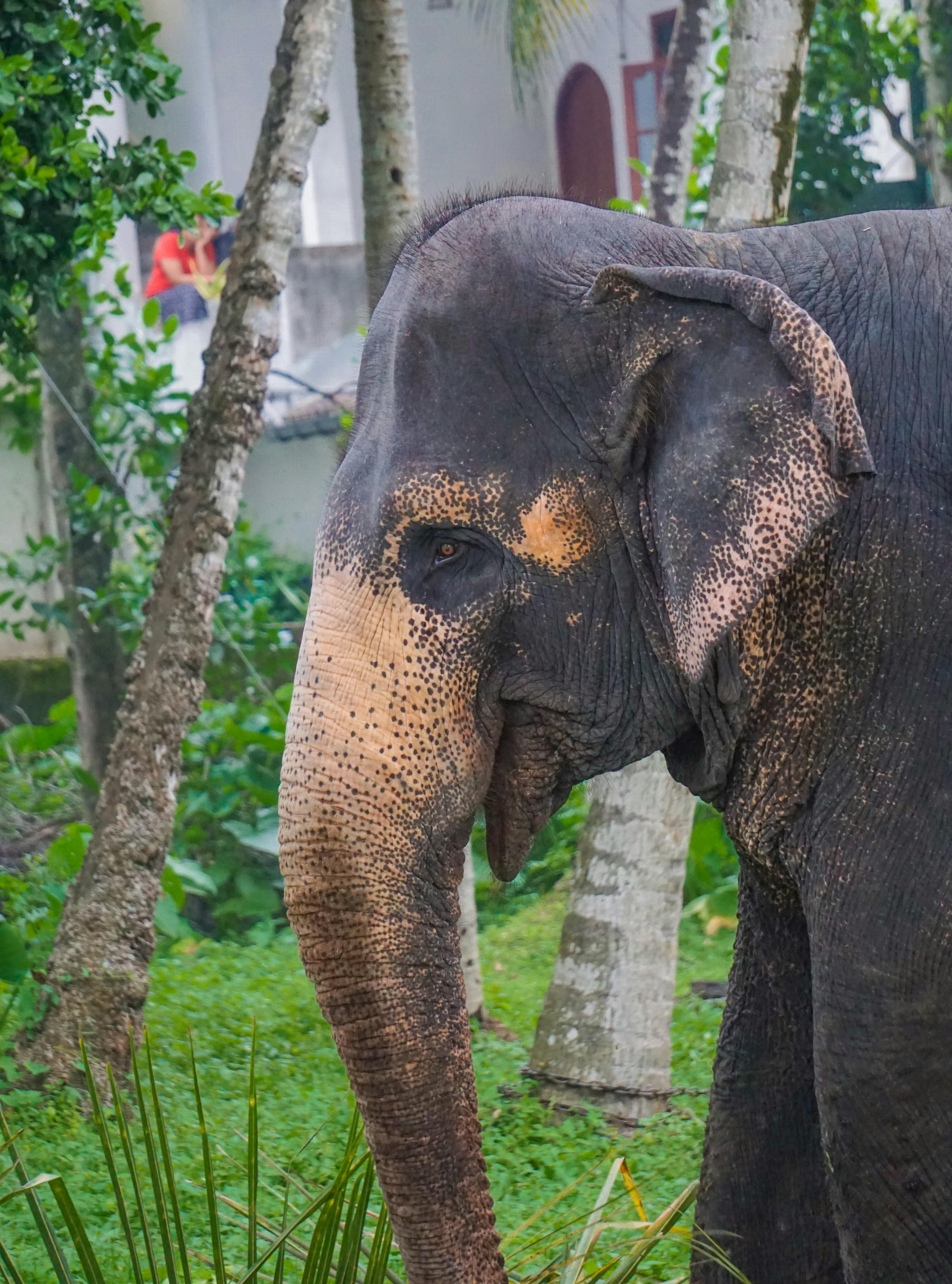 Cute Elephant Photos, Download The BEST Free Cute Elephant Stock Photos ...