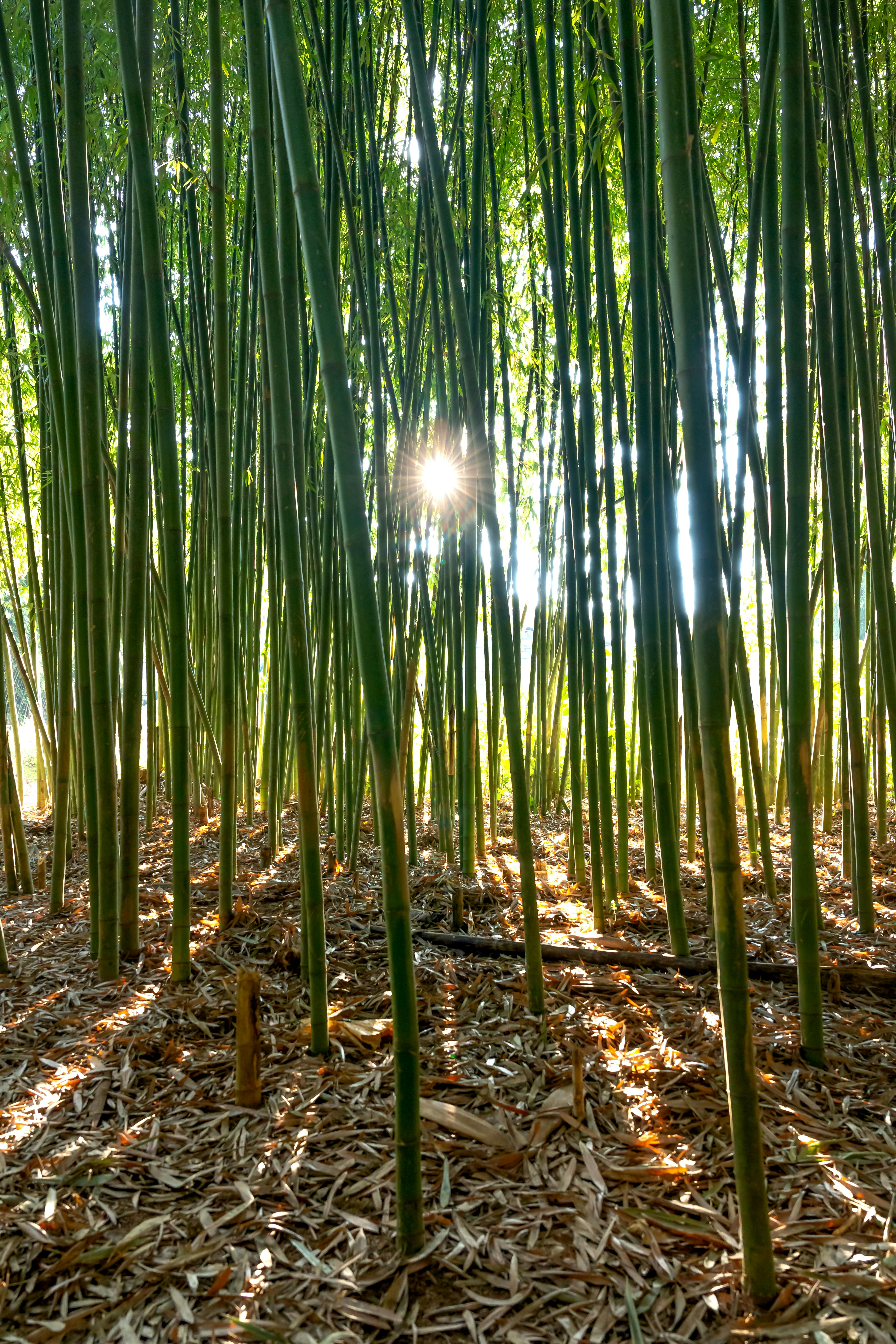 Sun Glare Between Bamboo Trees · Free Stock Photo