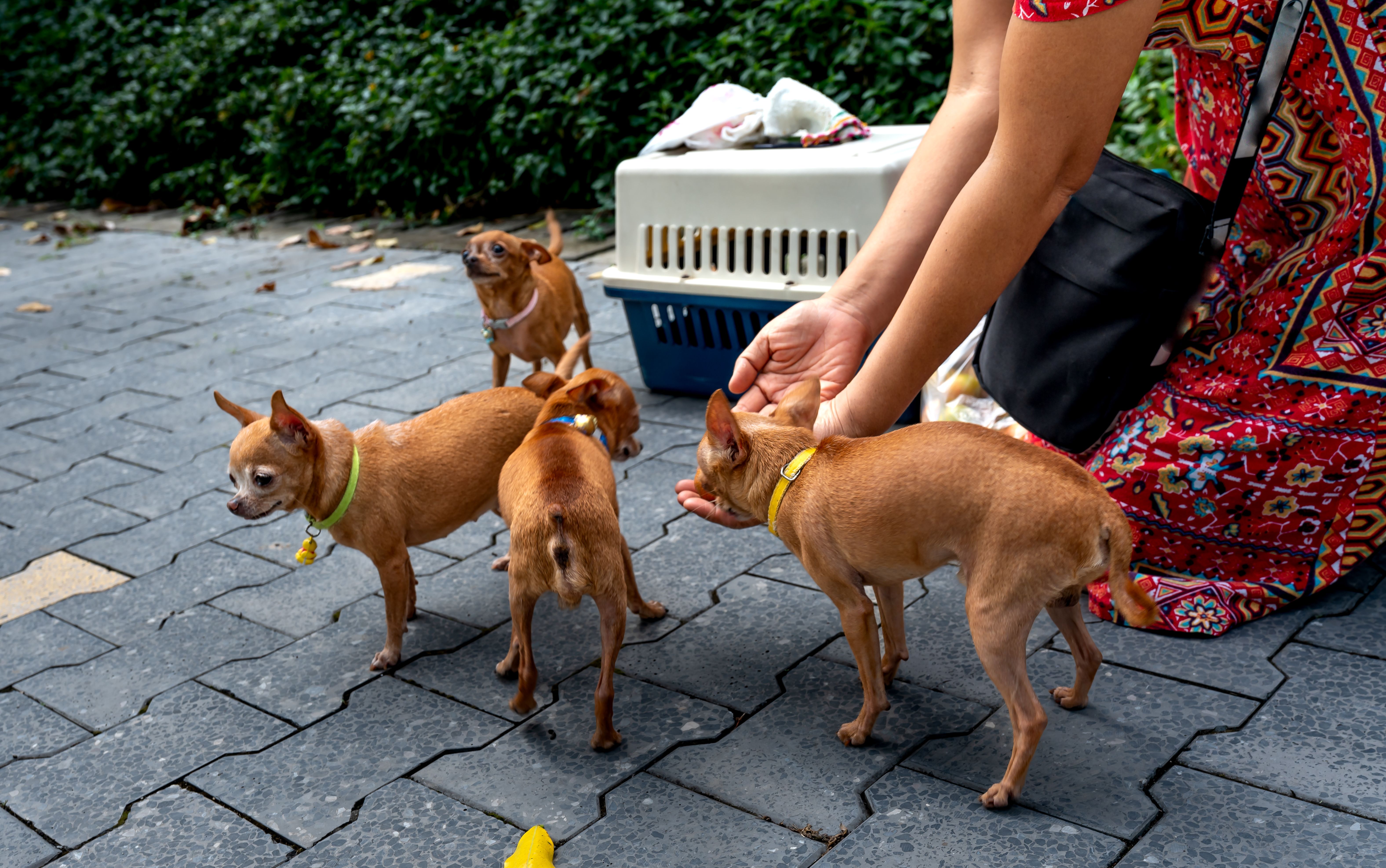 Chihuahua Dogs Photos, Download The BEST Free Chihuahua Dogs Stock ...