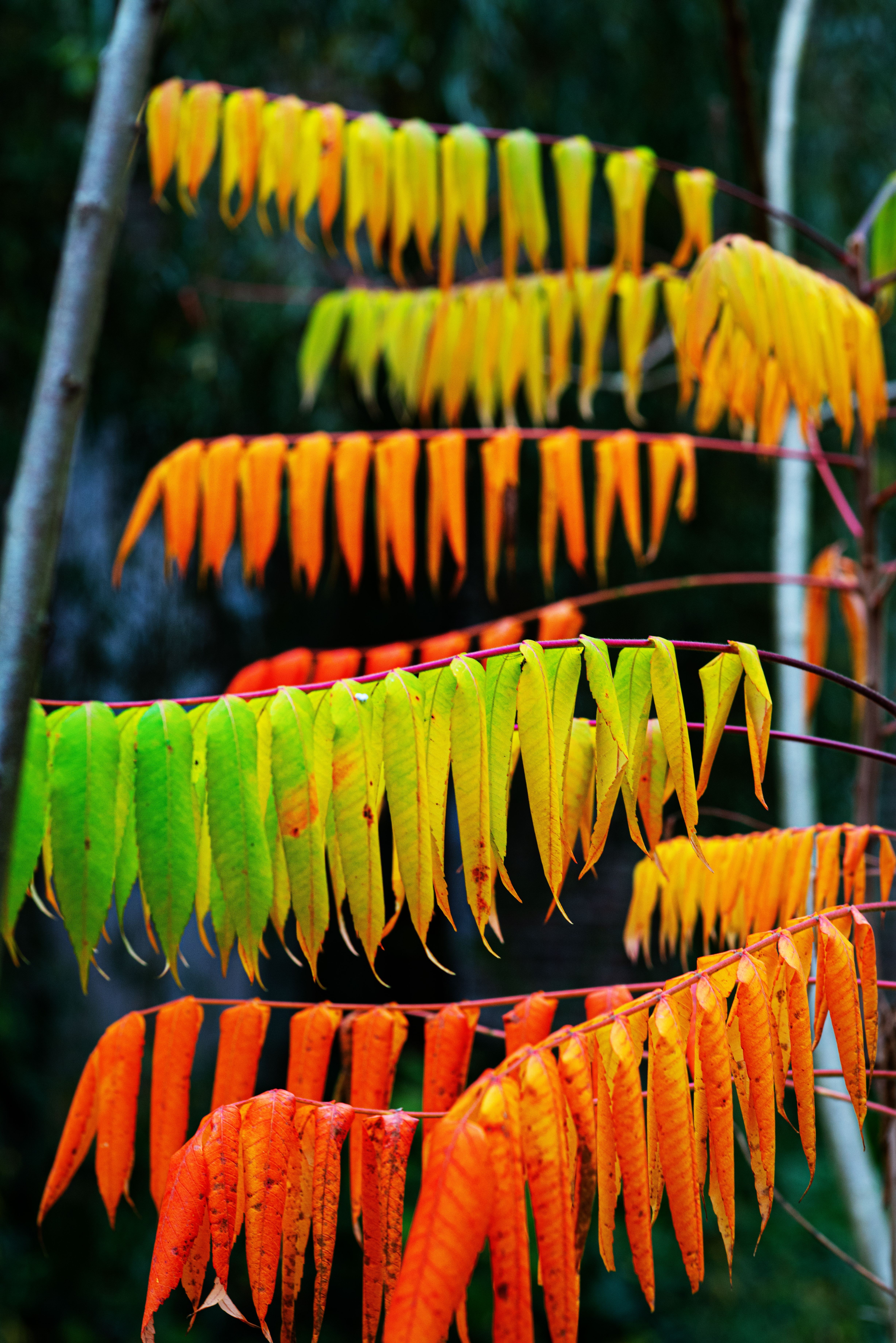 Close-up of Colorful Leaves of a Flameleaf Sumac · Free Stock Photo