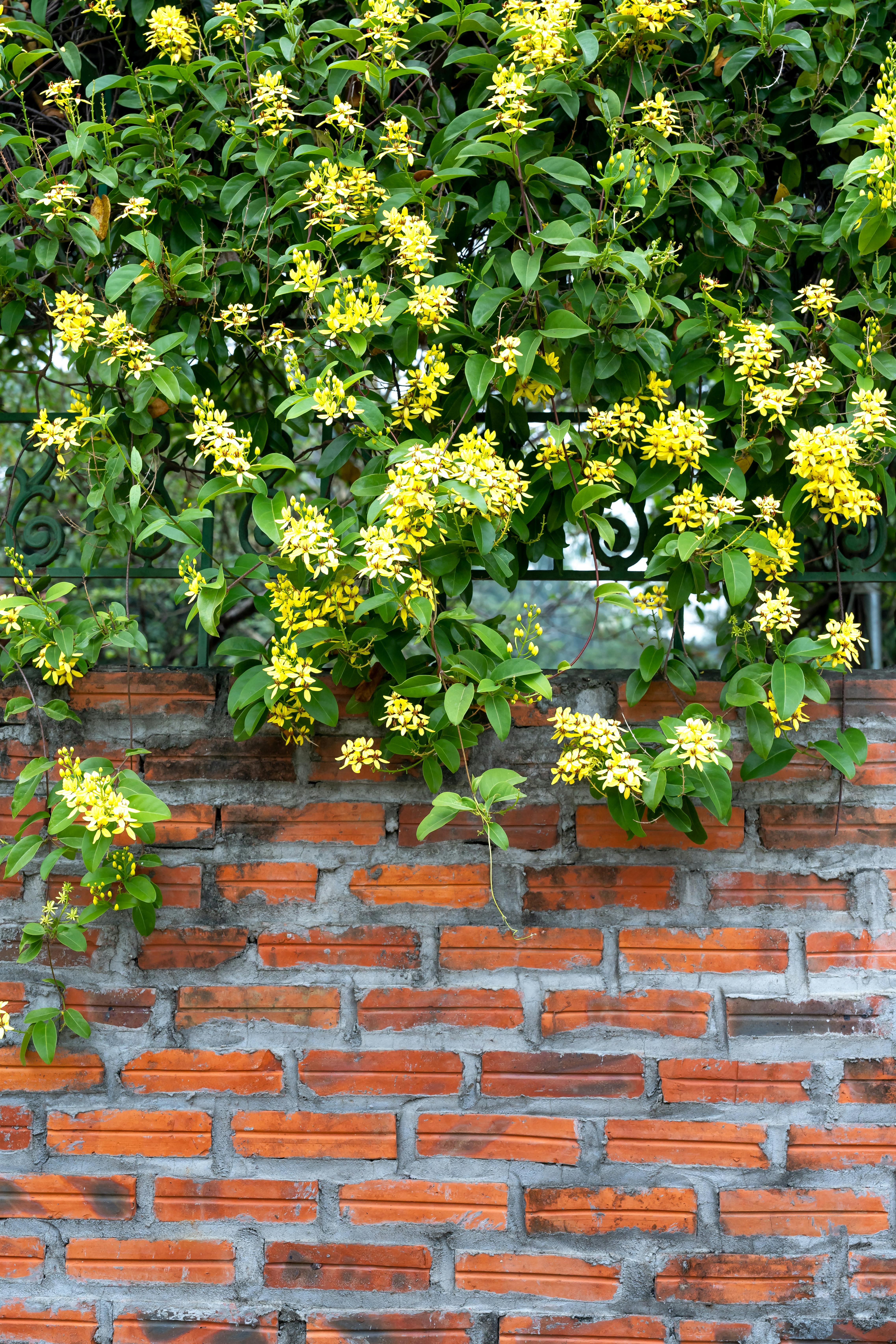Flowering Plant on Concrete Fence · Free Stock Photo