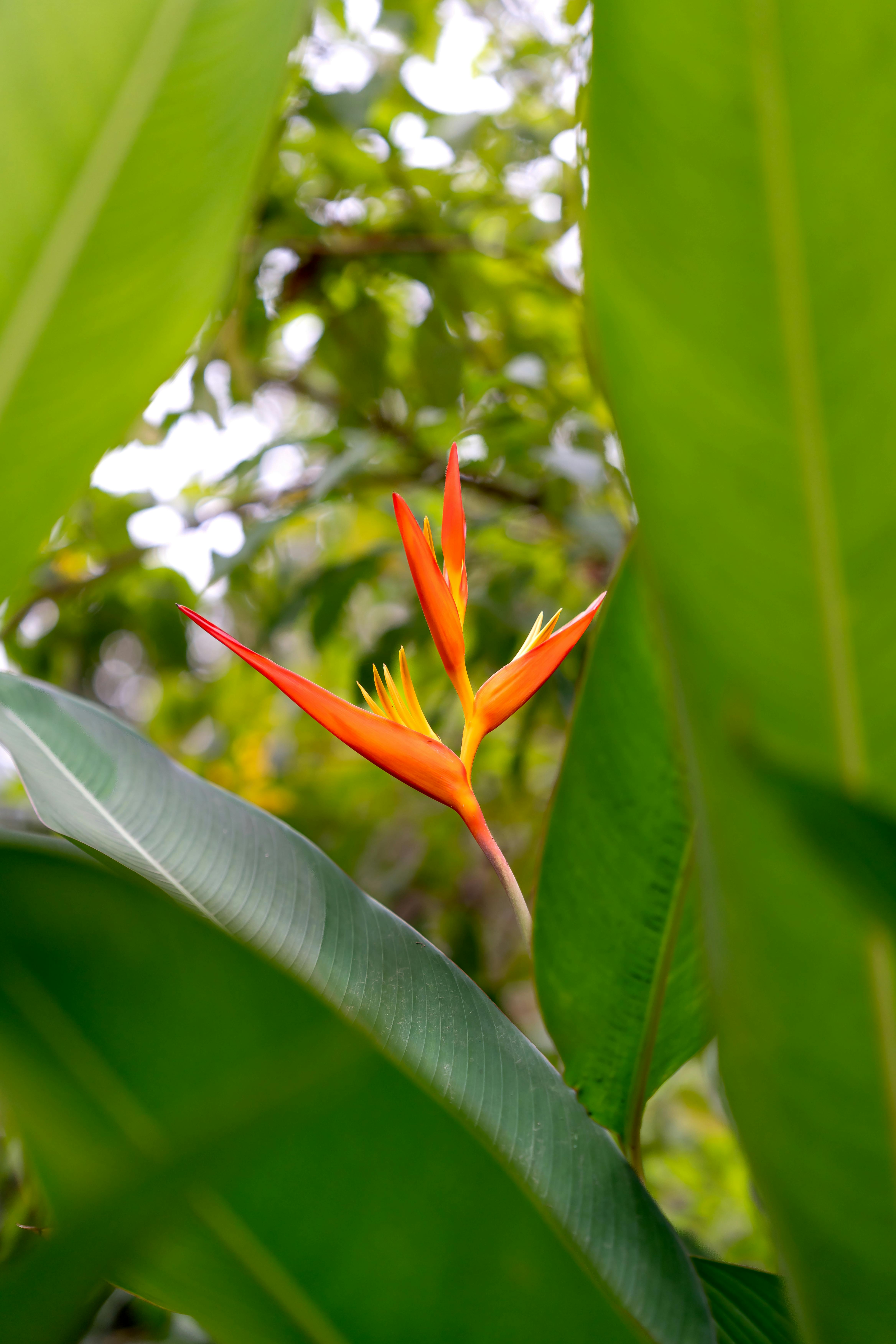 Heliconias Photos, Download The BEST Free Heliconias Stock Photos & HD ...