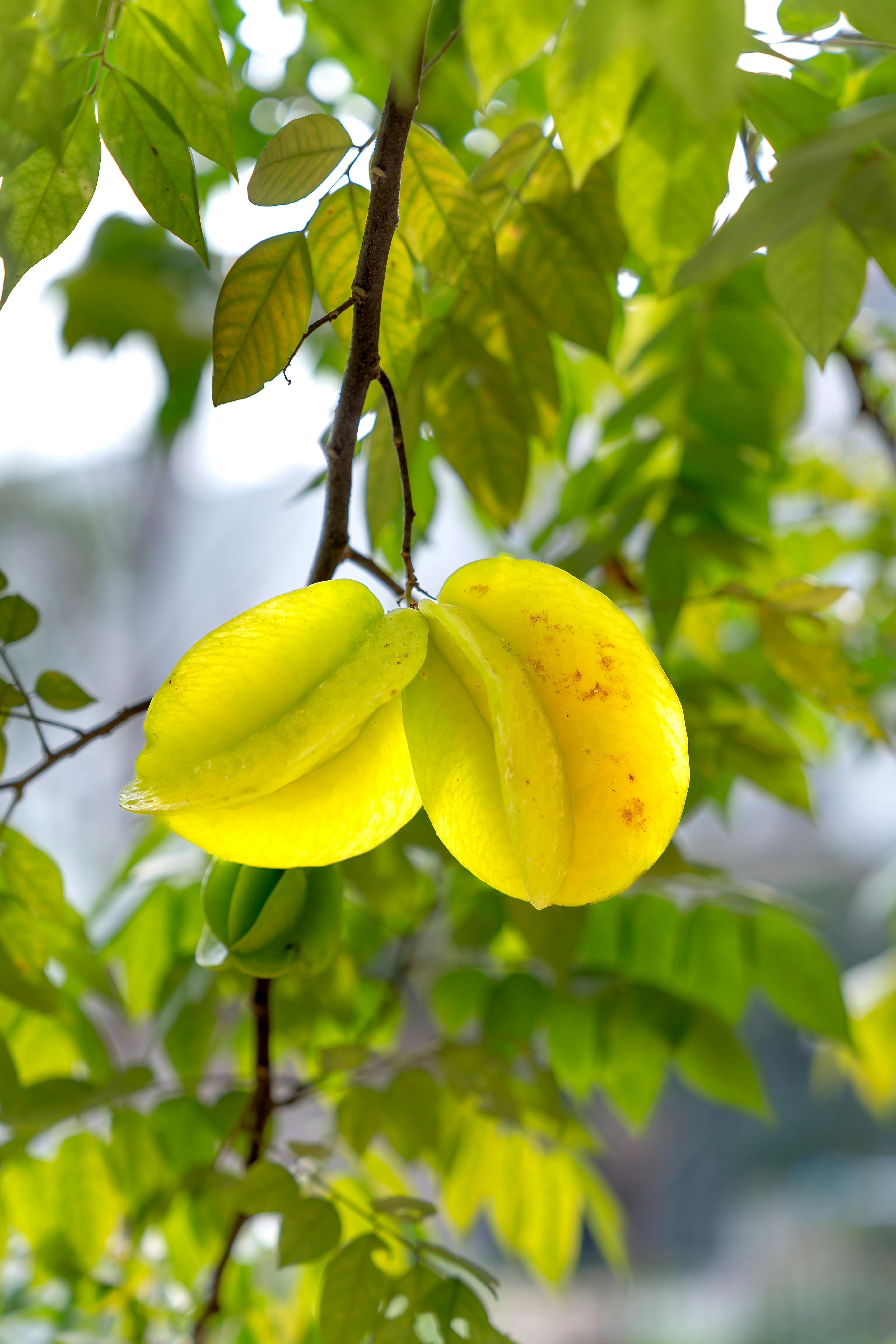 Monk Fruit Photos, Download The BEST Free Monk Fruit Stock Photos & HD ...