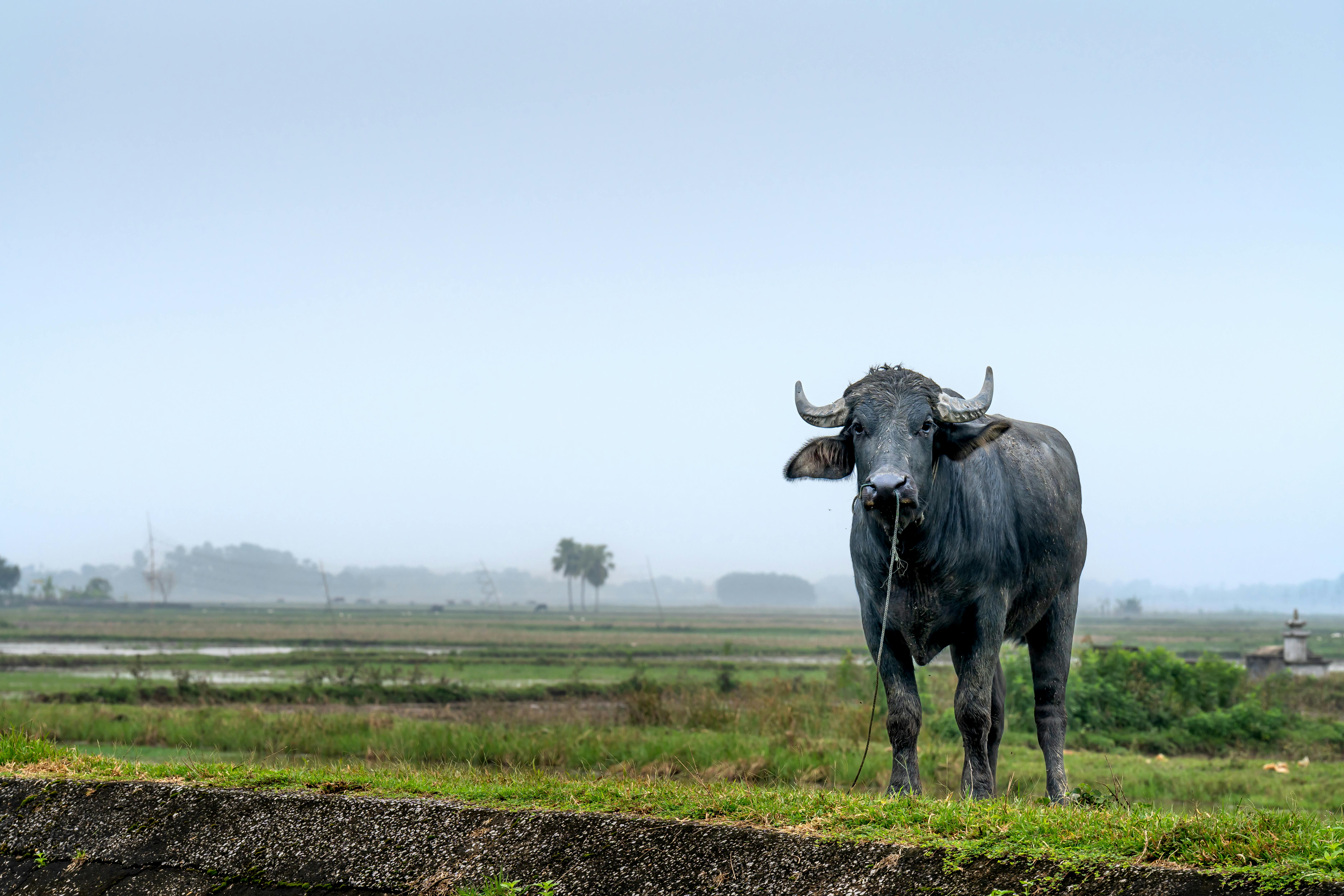 Bull behind Fence · Free Stock Photo