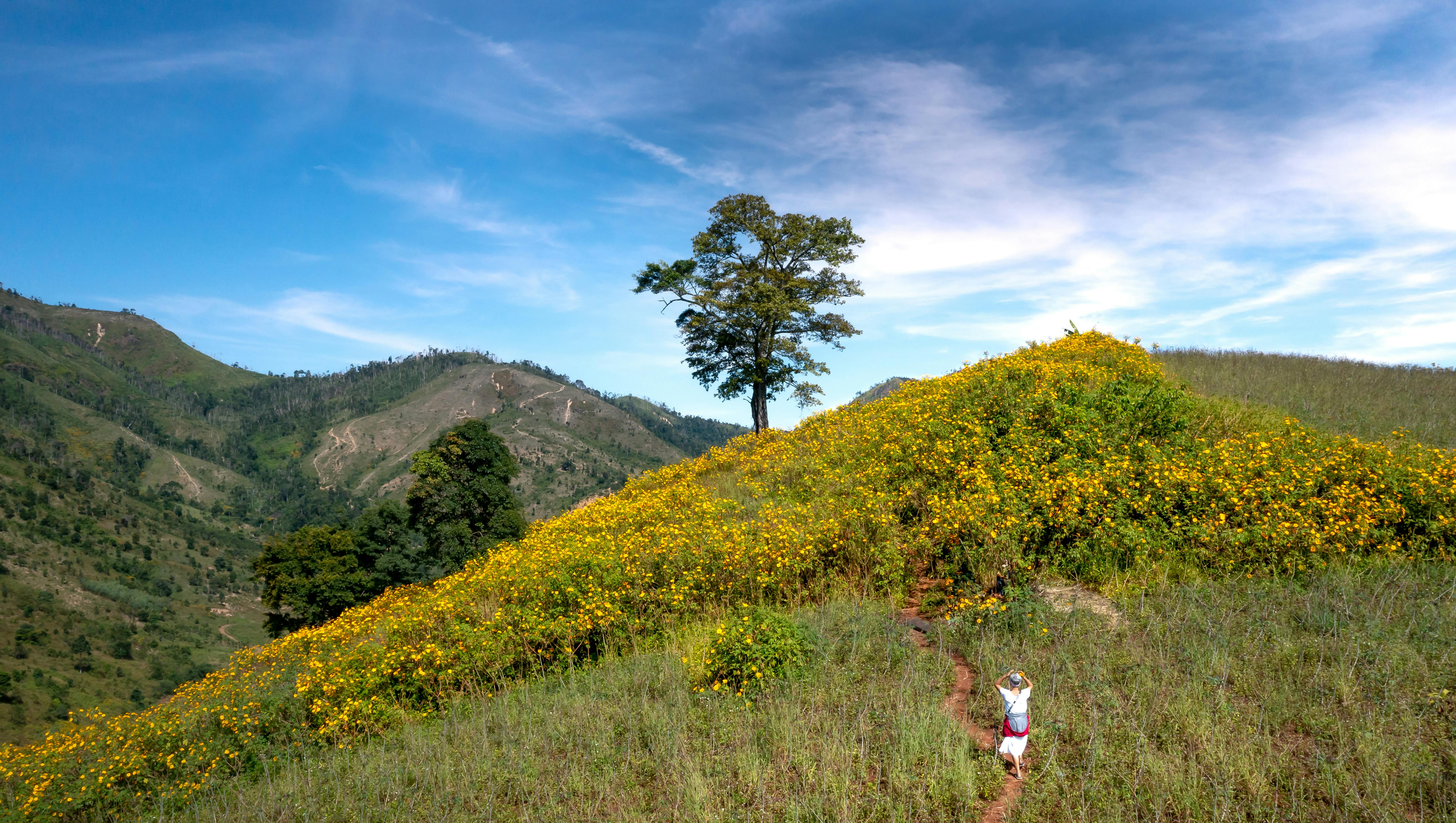 A Woman Stepping on a Fallen Tree · Free Stock Photo