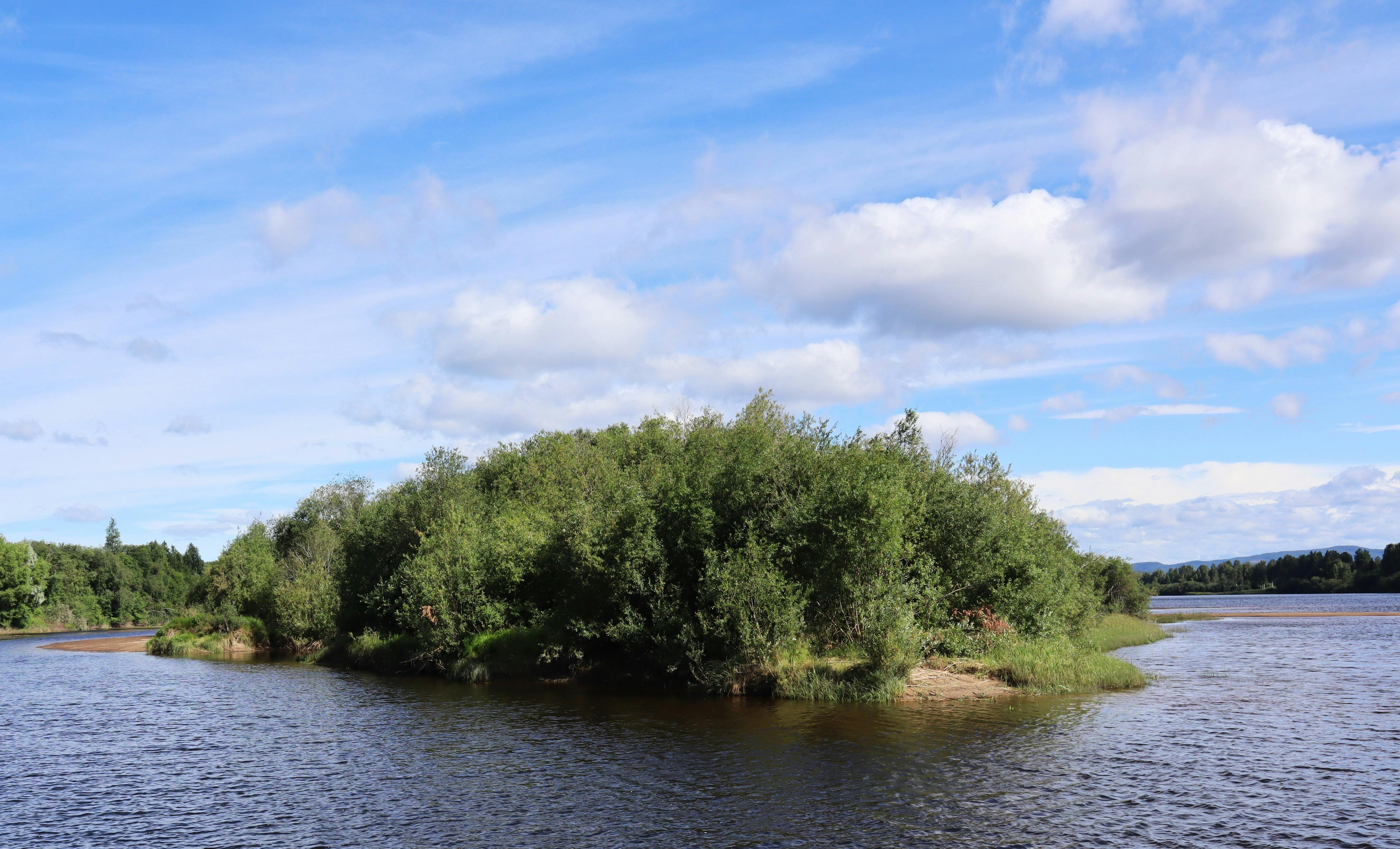 Greenery Bushes Photos, Download The BEST Free Greenery Bushes Stock ...