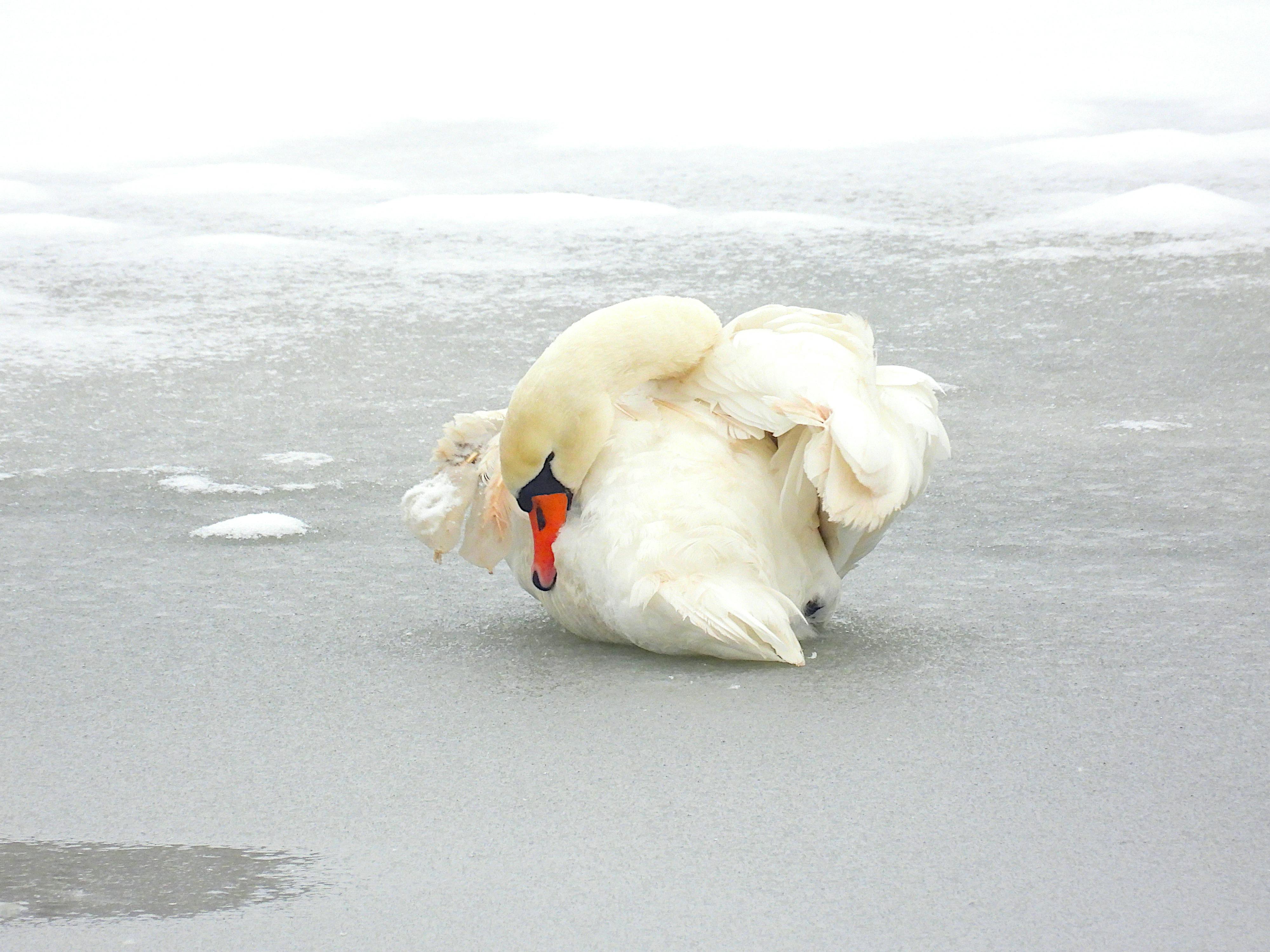 Water Wings - 摄影