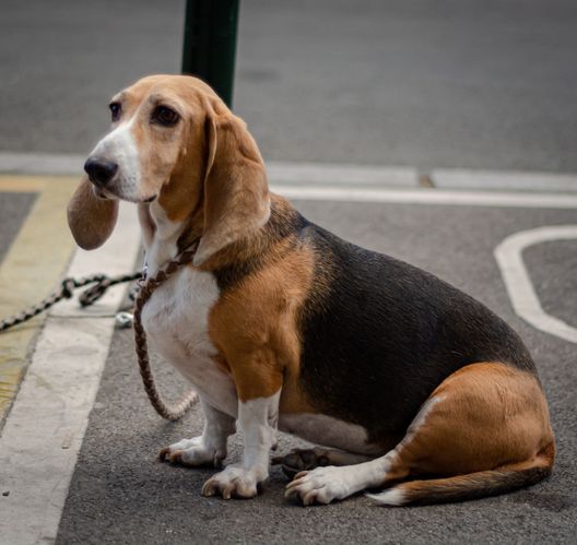 Meet the Chuandong Hound: China's Rare Canine Treasure