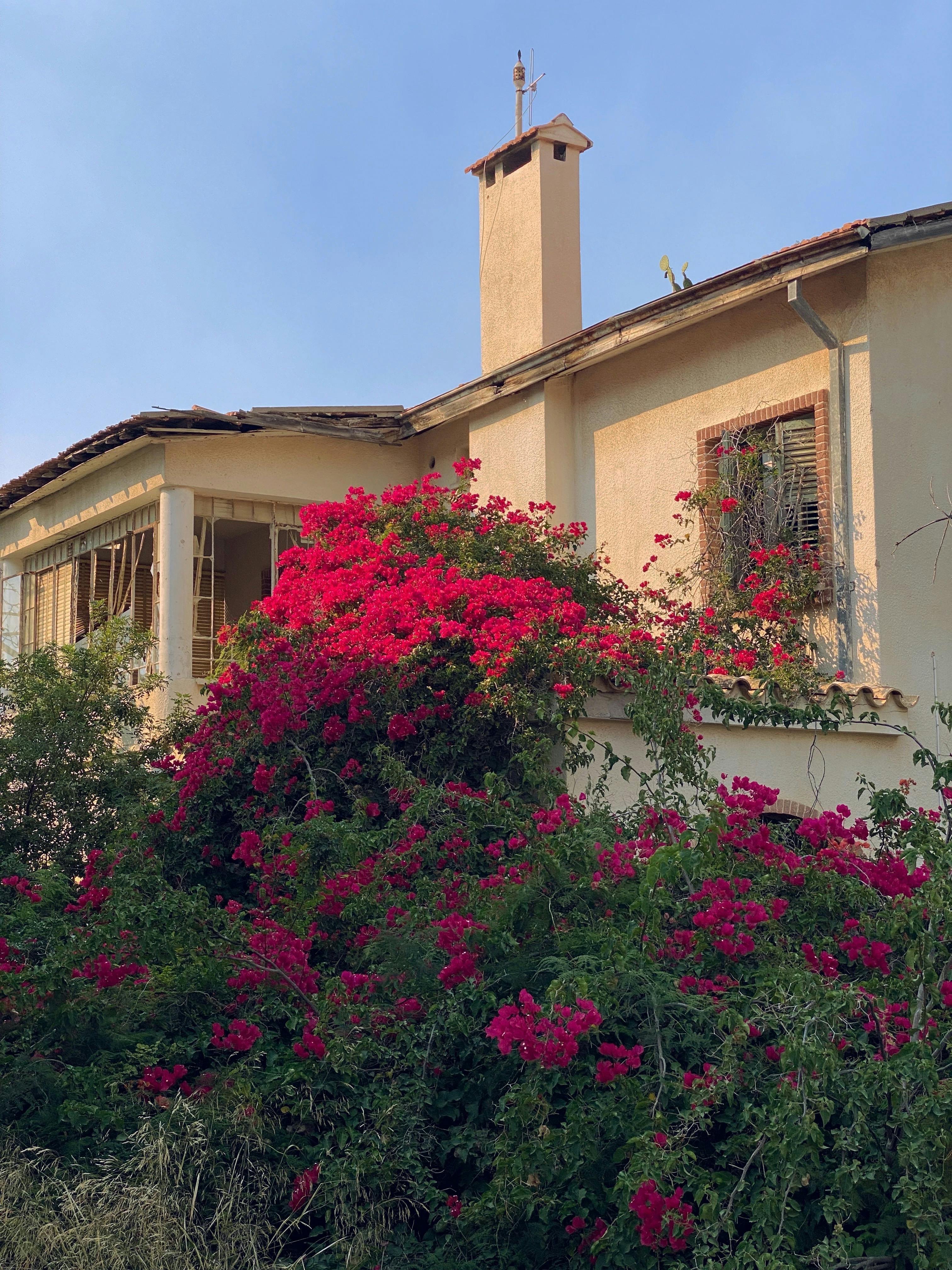 Bush in Garden in front of House · Free Stock Photo