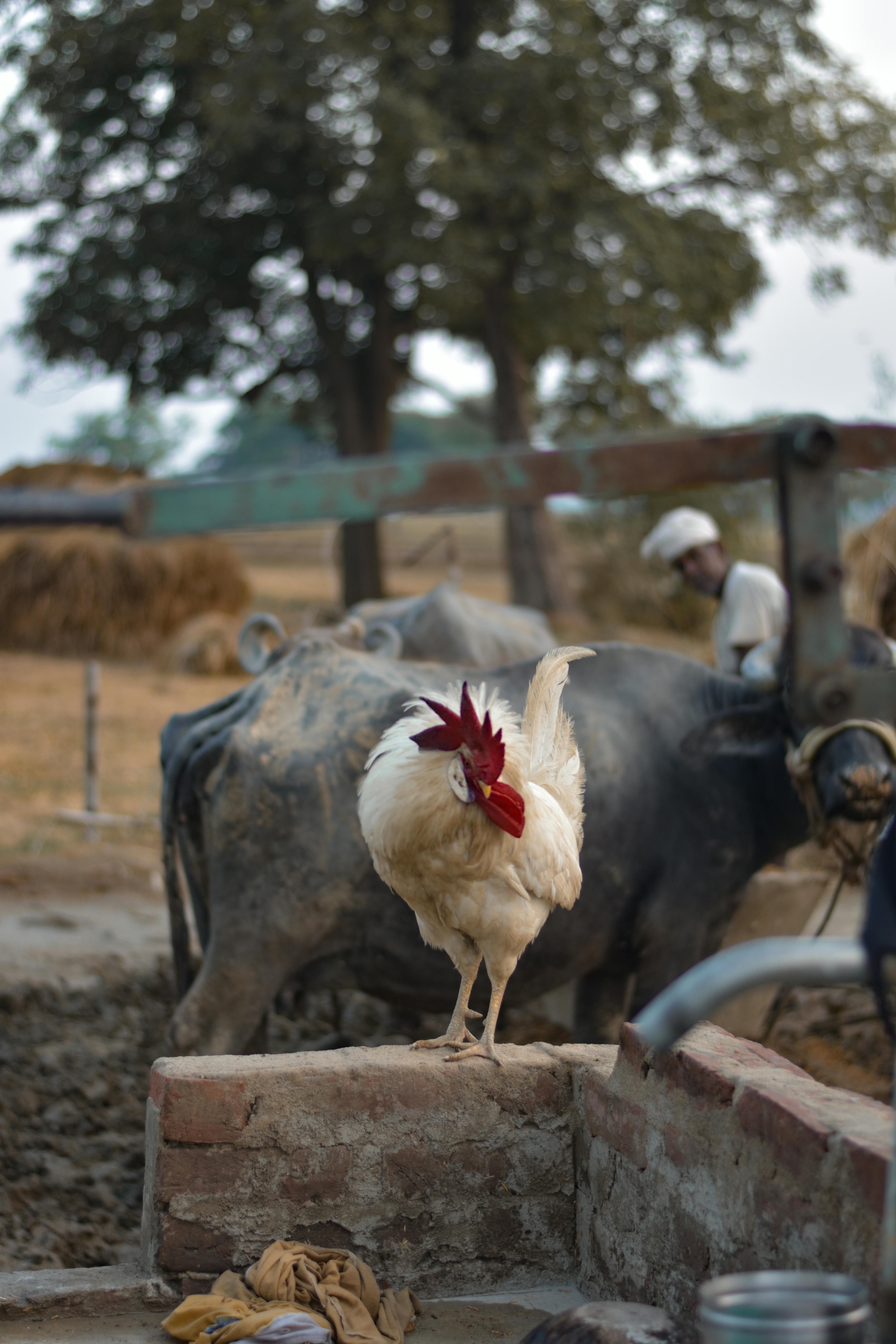 Animals on a Farm by the Desert · Free Stock Photo