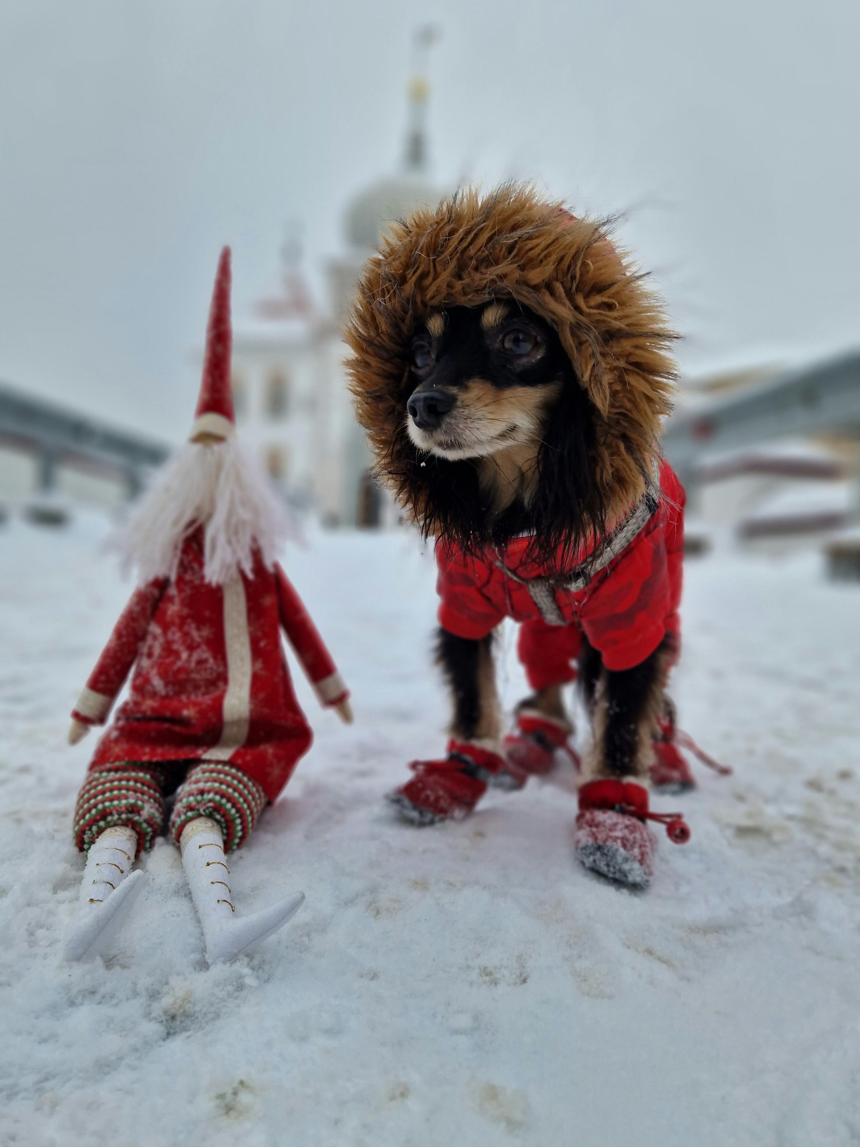 Funny Pics Photos, Download The BEST Free Funny Pics Stock Photos & HD ...