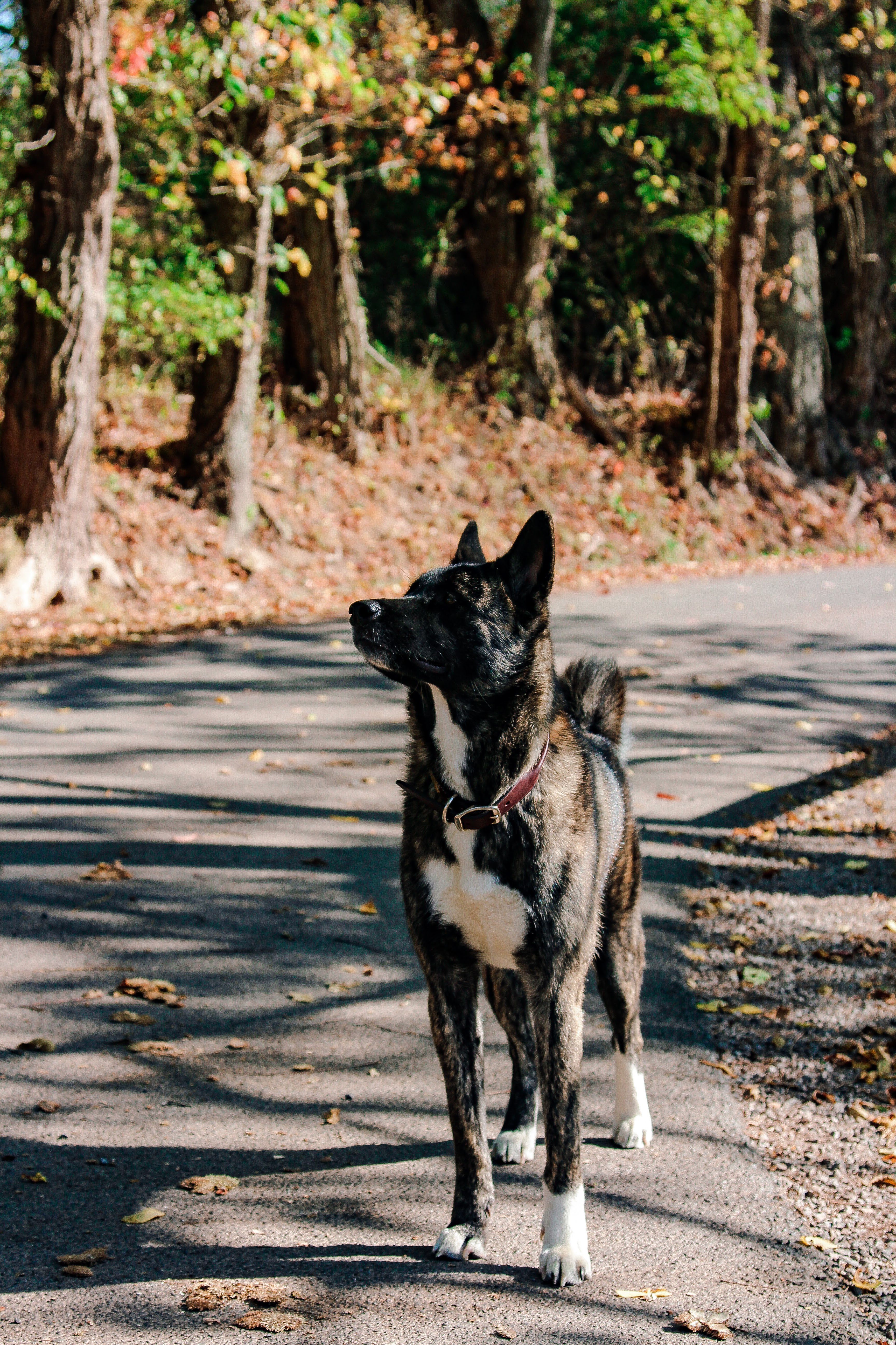 Dog Hiding behind Wall · Free Stock Photo