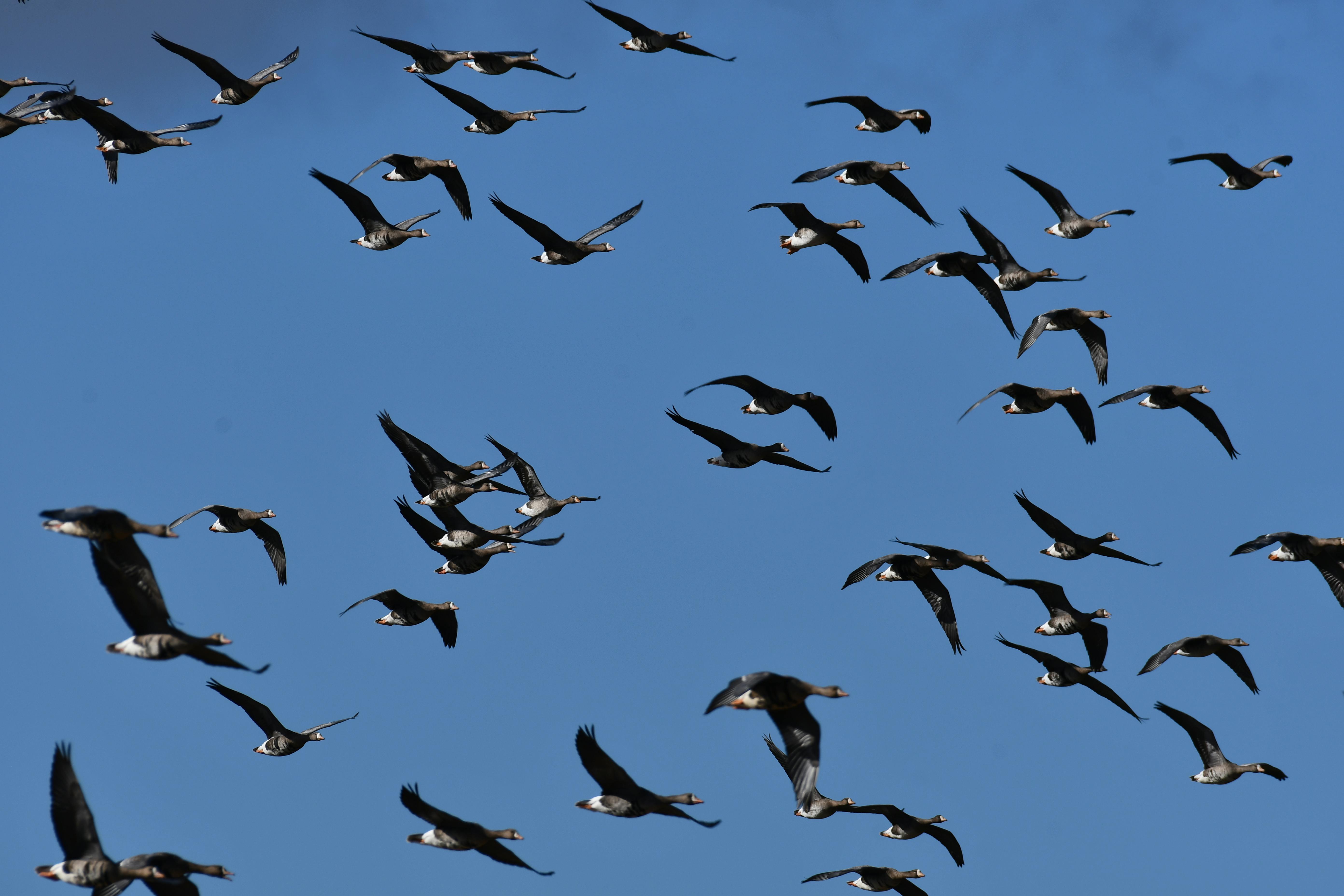Black Birds Flying Under White Sky · Free Stock Photo