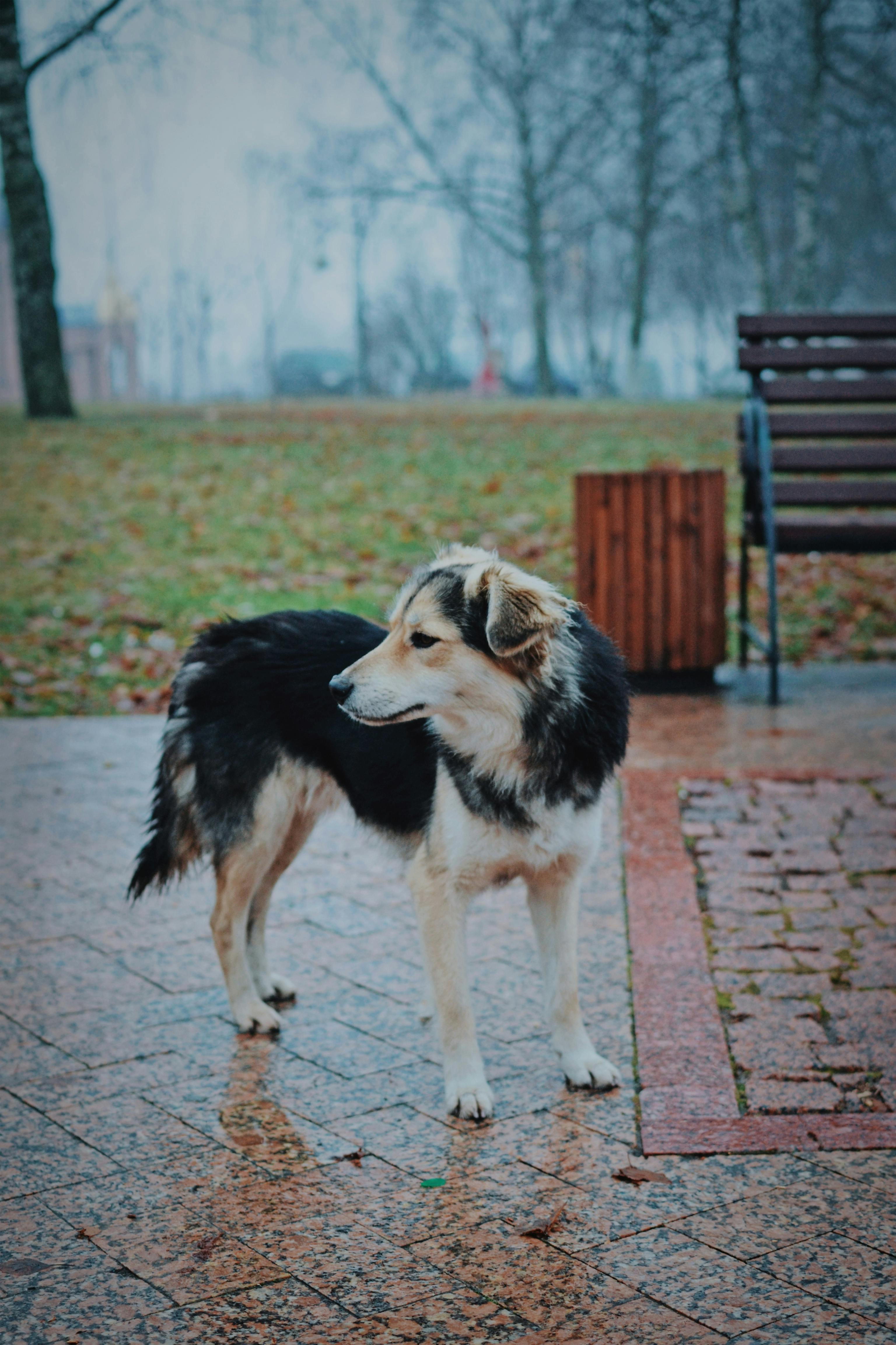 An Australian Sheperd with Furry Hair · Free Stock Photo
