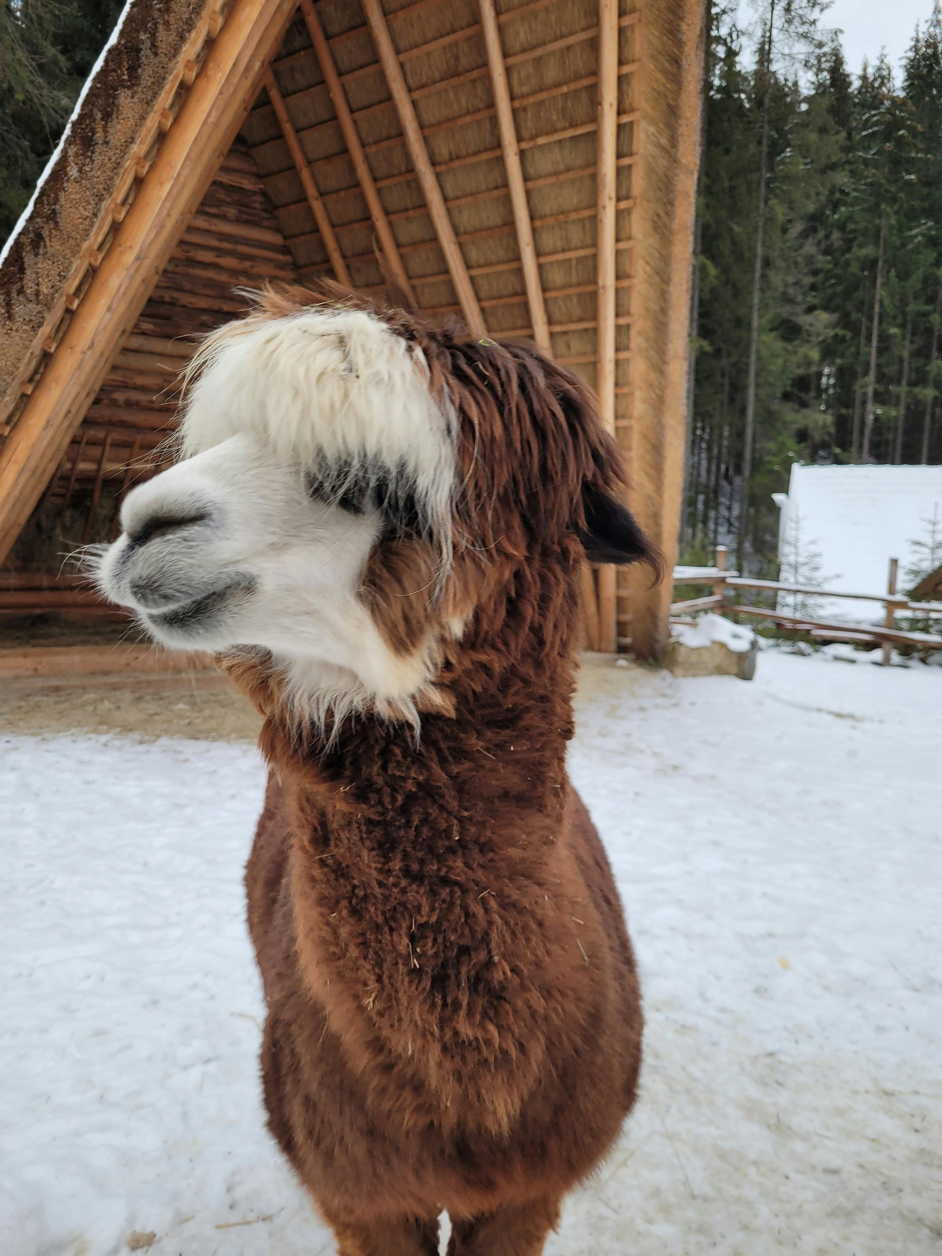Alpaca in Snow · Free Stock Photo