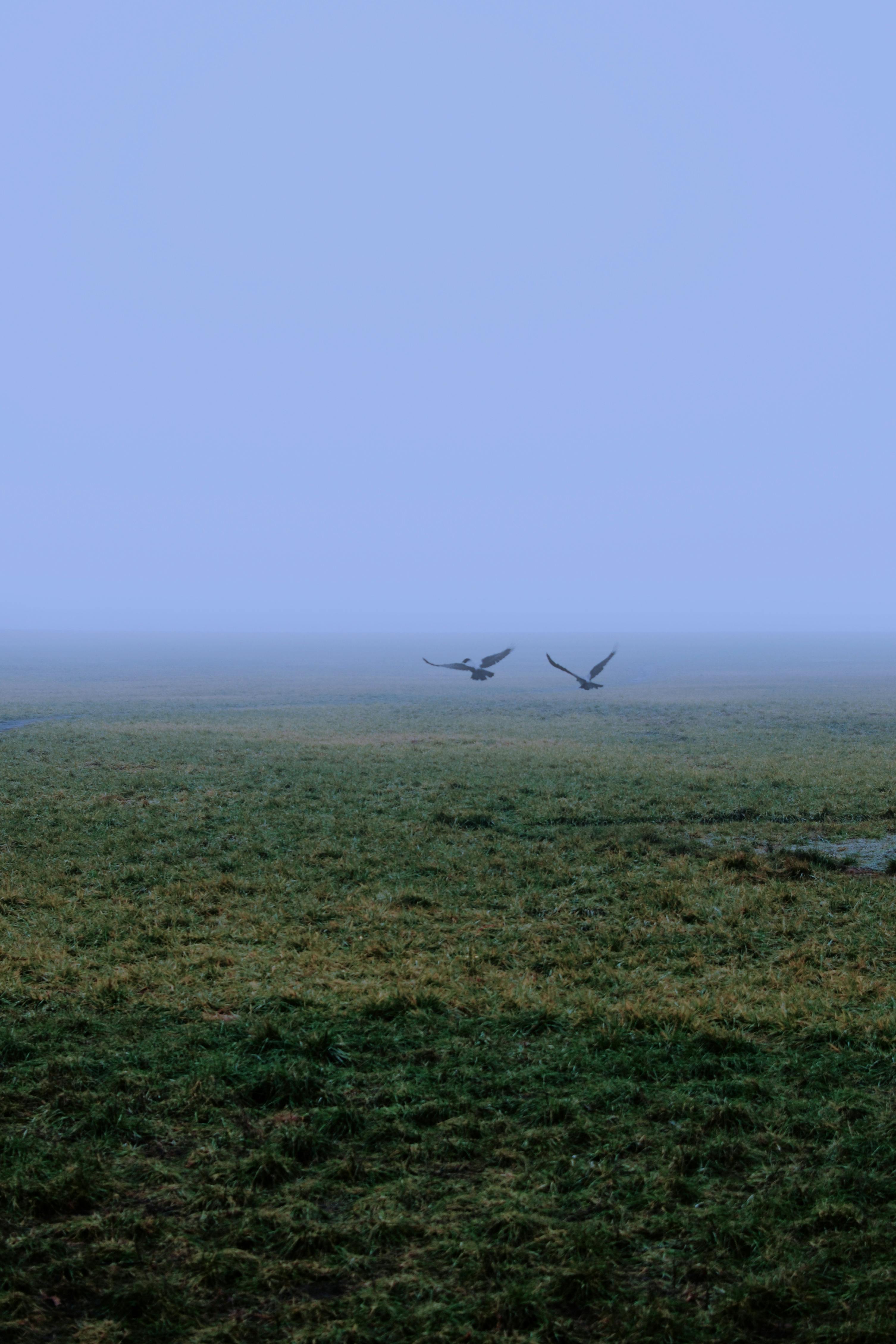 Flying Birds Above Green Field · Free Stock Photo