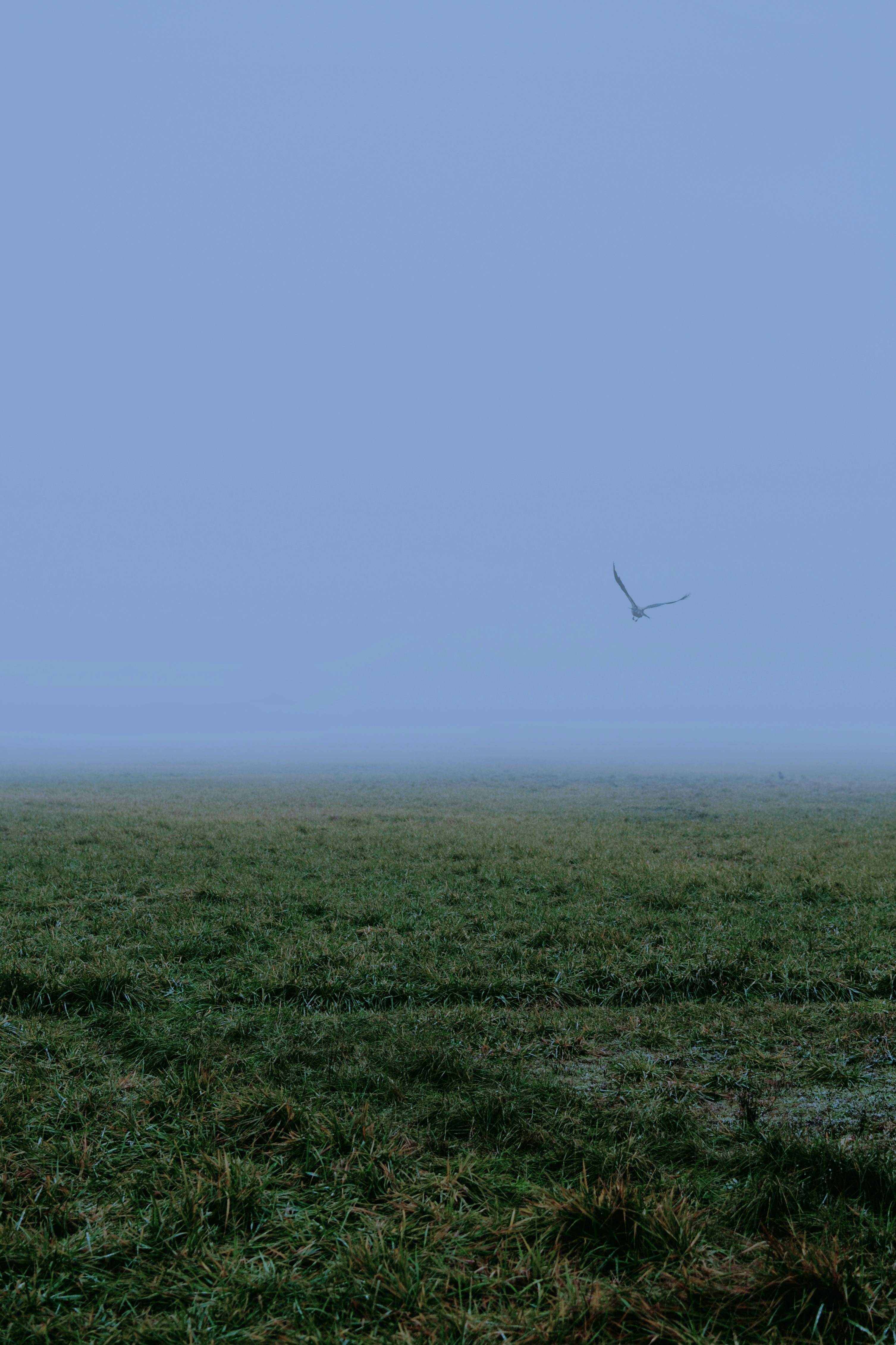 Flying Bird Above Green Field Under Blue Sky · Free Stock Photo