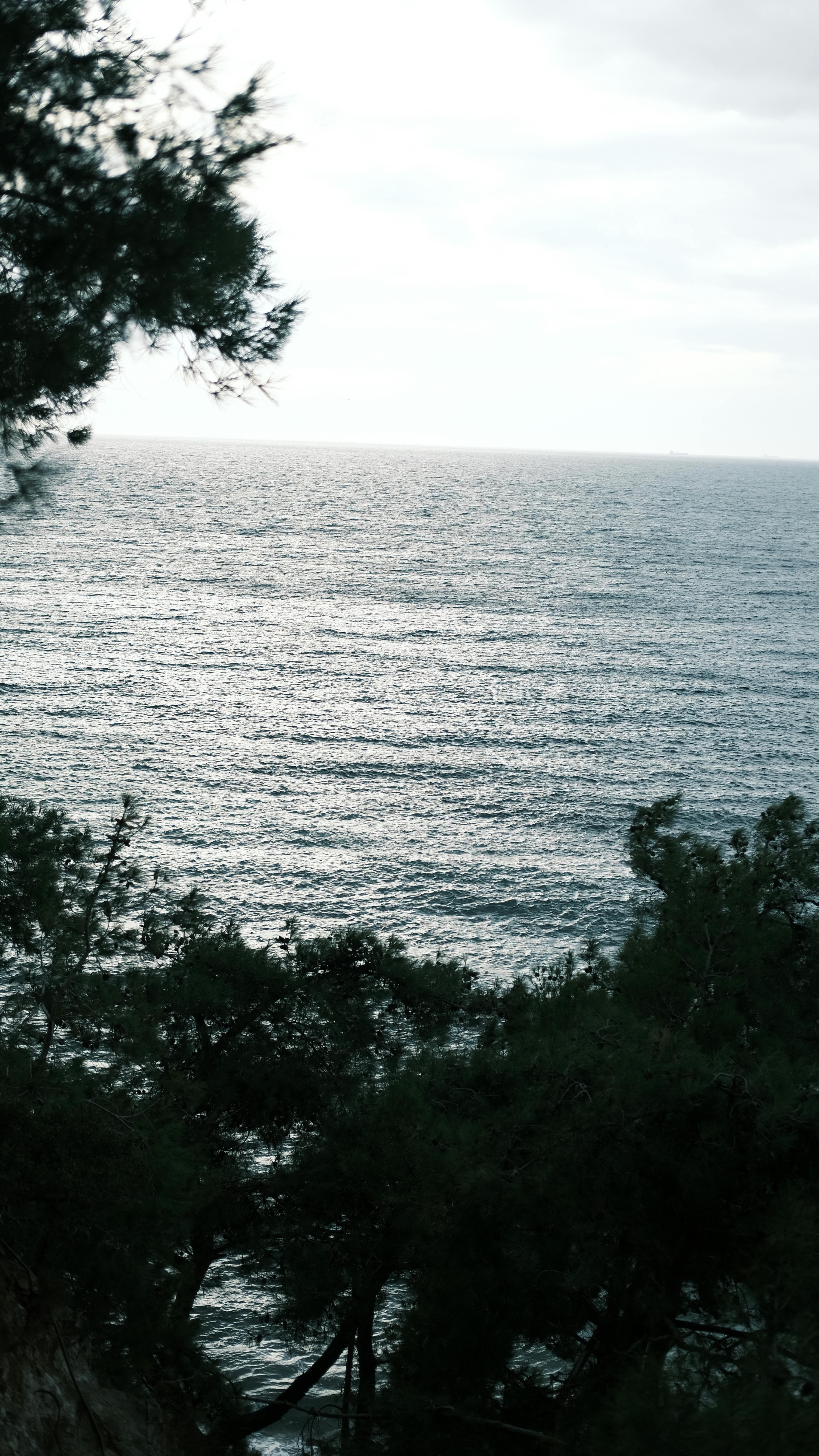 Foliage over Seashore · Free Stock Photo