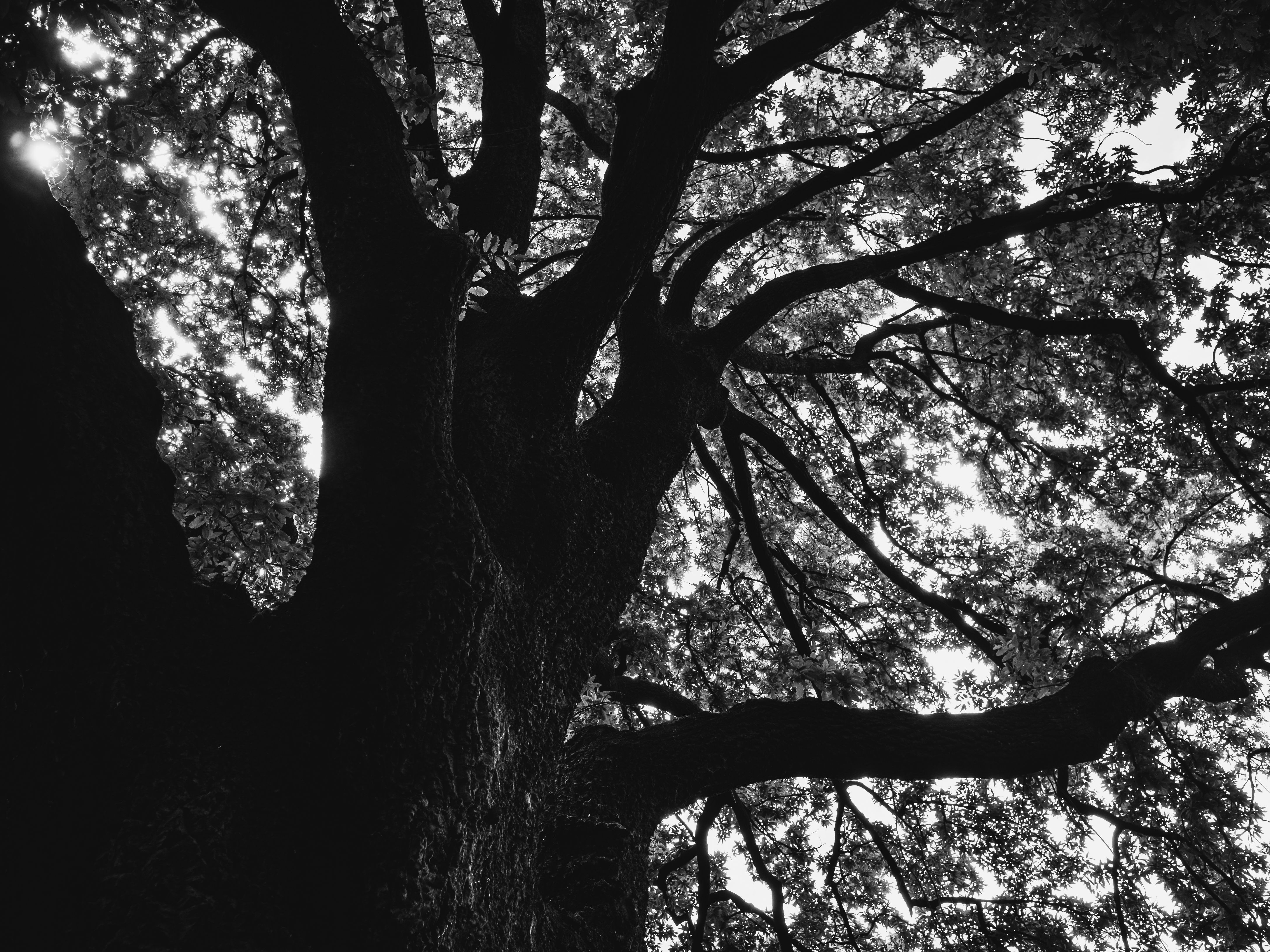 Large White Tree Photos, Download The BEST Free Large White Tree Stock ...