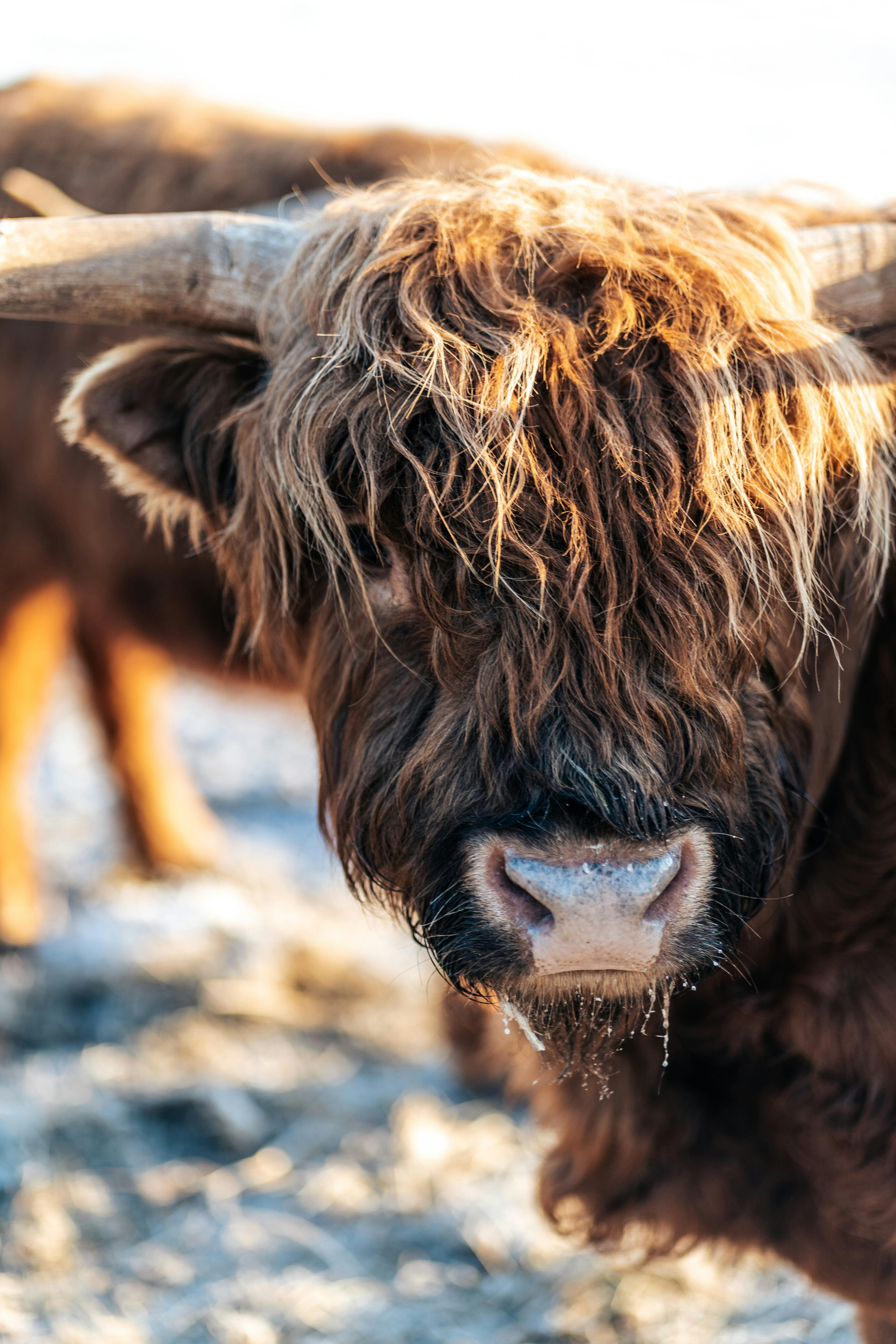 Grayscale Photo of Bull · Free Stock Photo