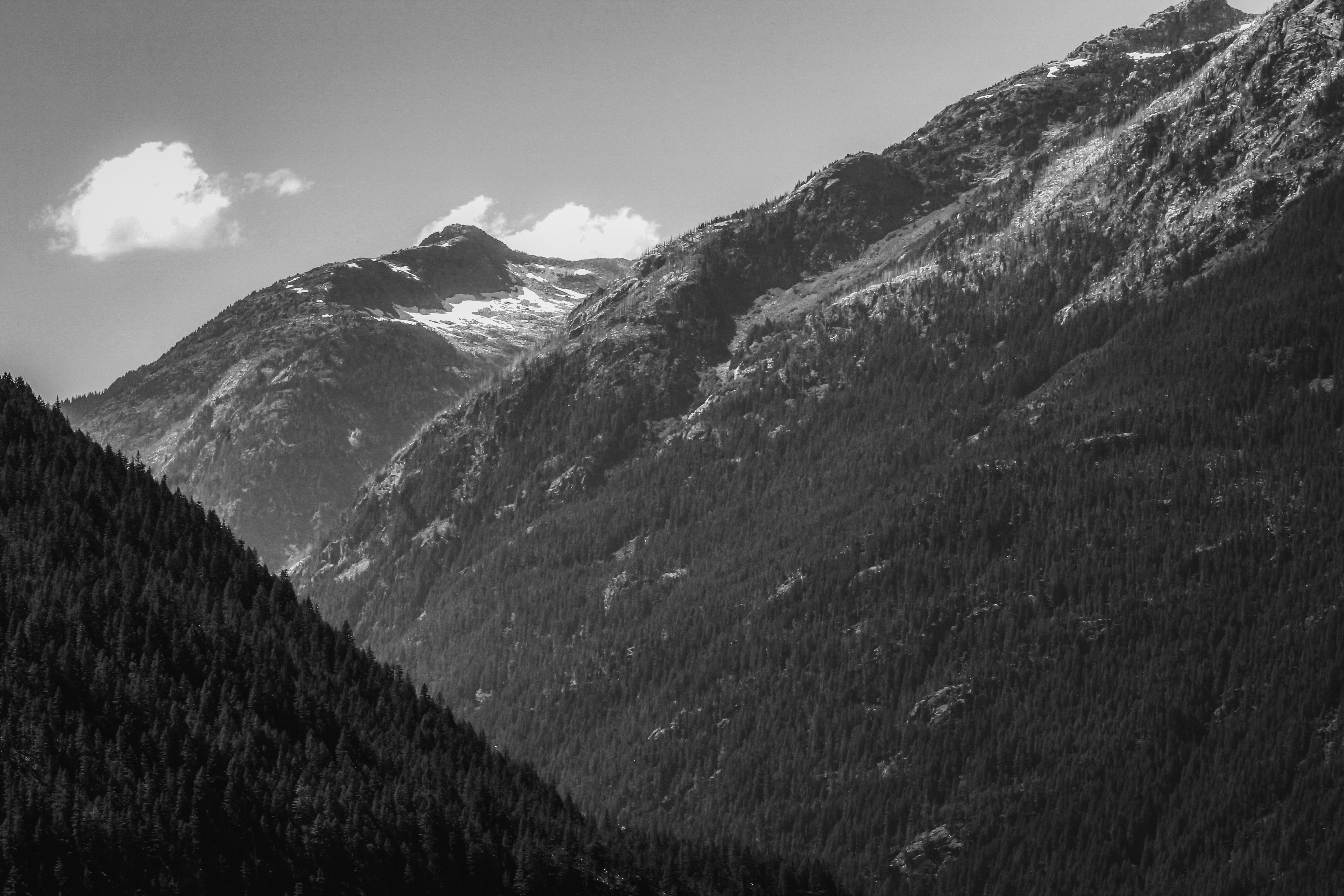 Grayscale Photo of Pine Trees Near Mountain · Free Stock Photo