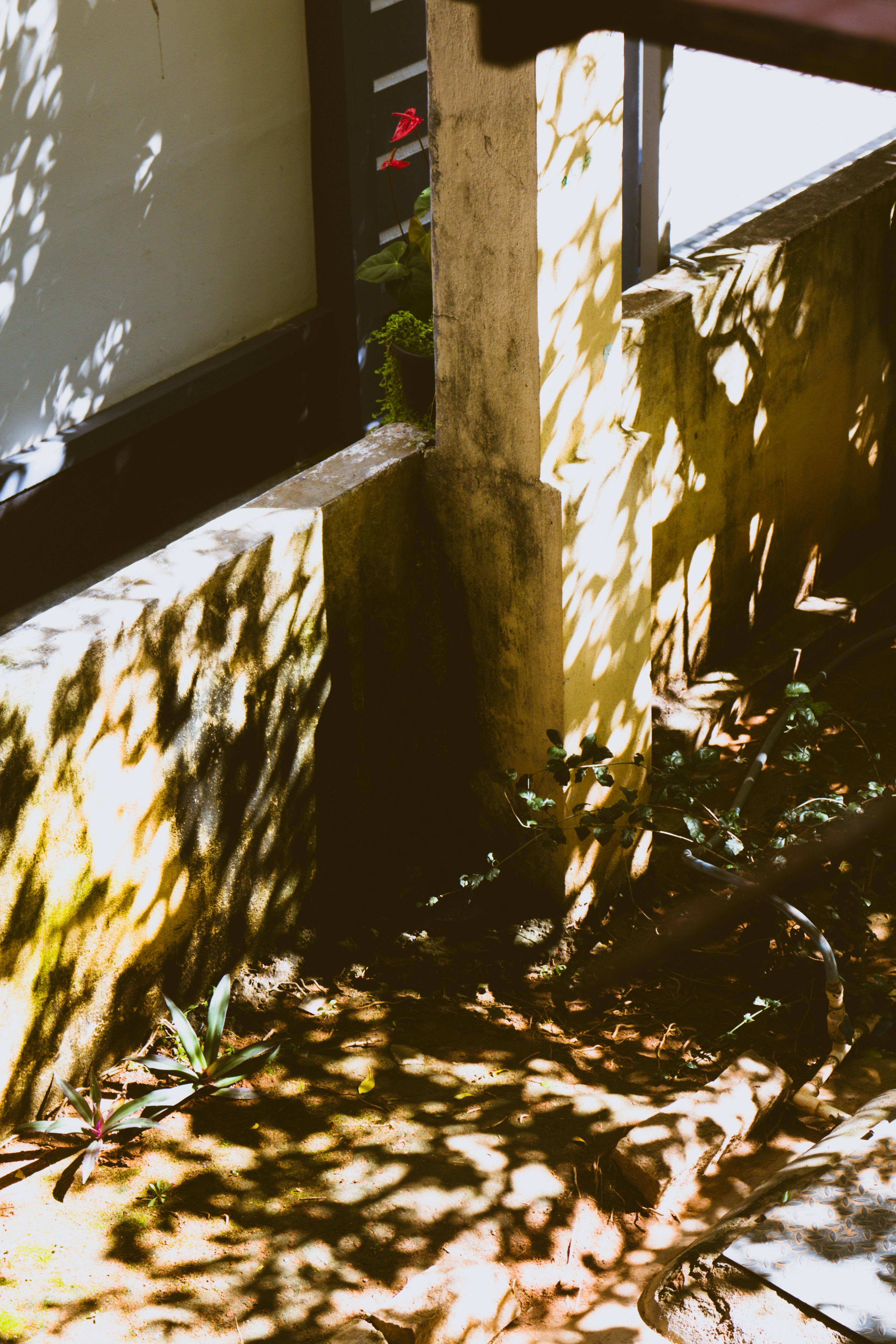 Shadow Casted by Leaves · Free Stock Photo