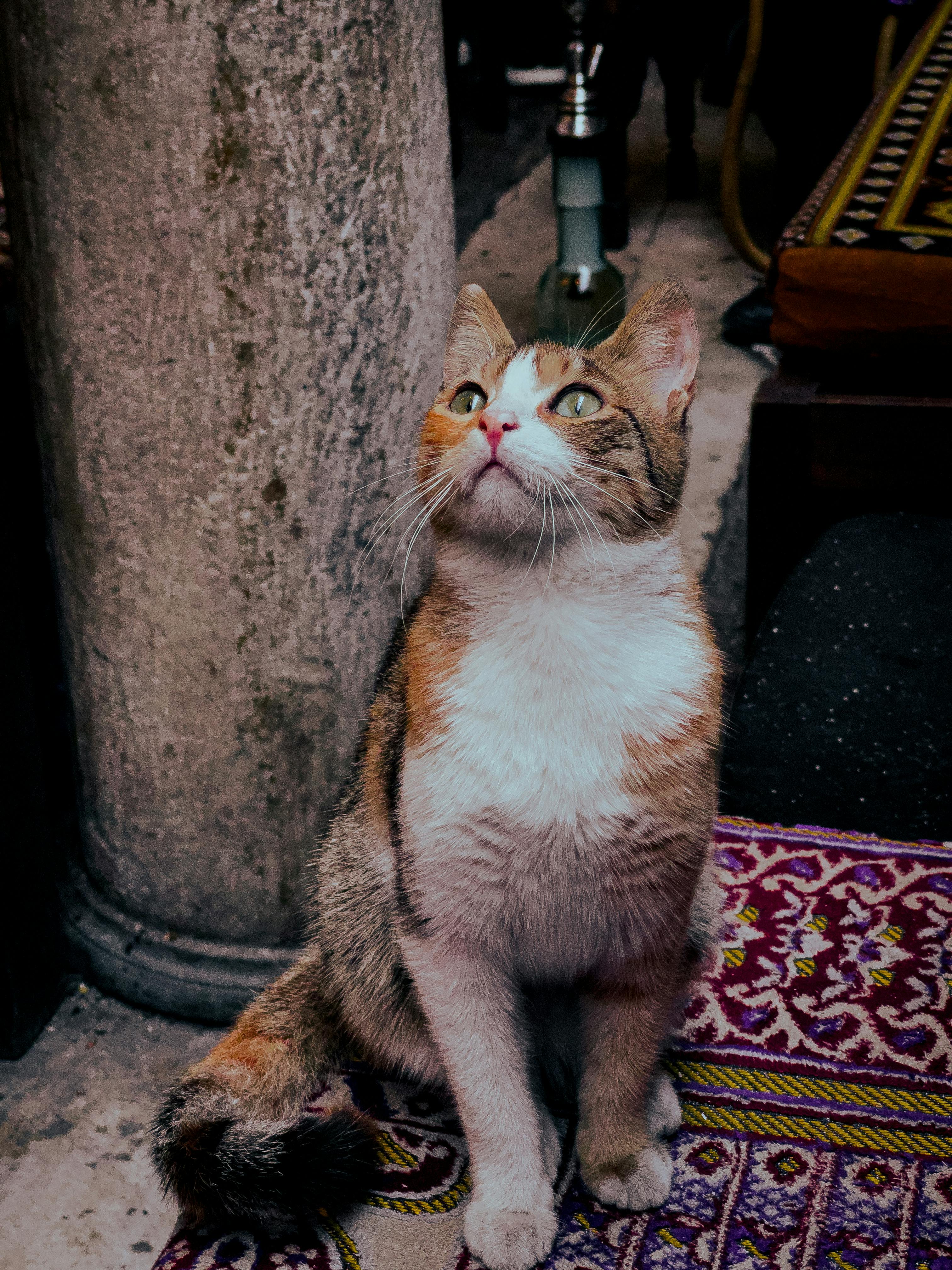 Rug Mess Photos, Download The BEST Free Rug Mess Stock Photos & HD Images