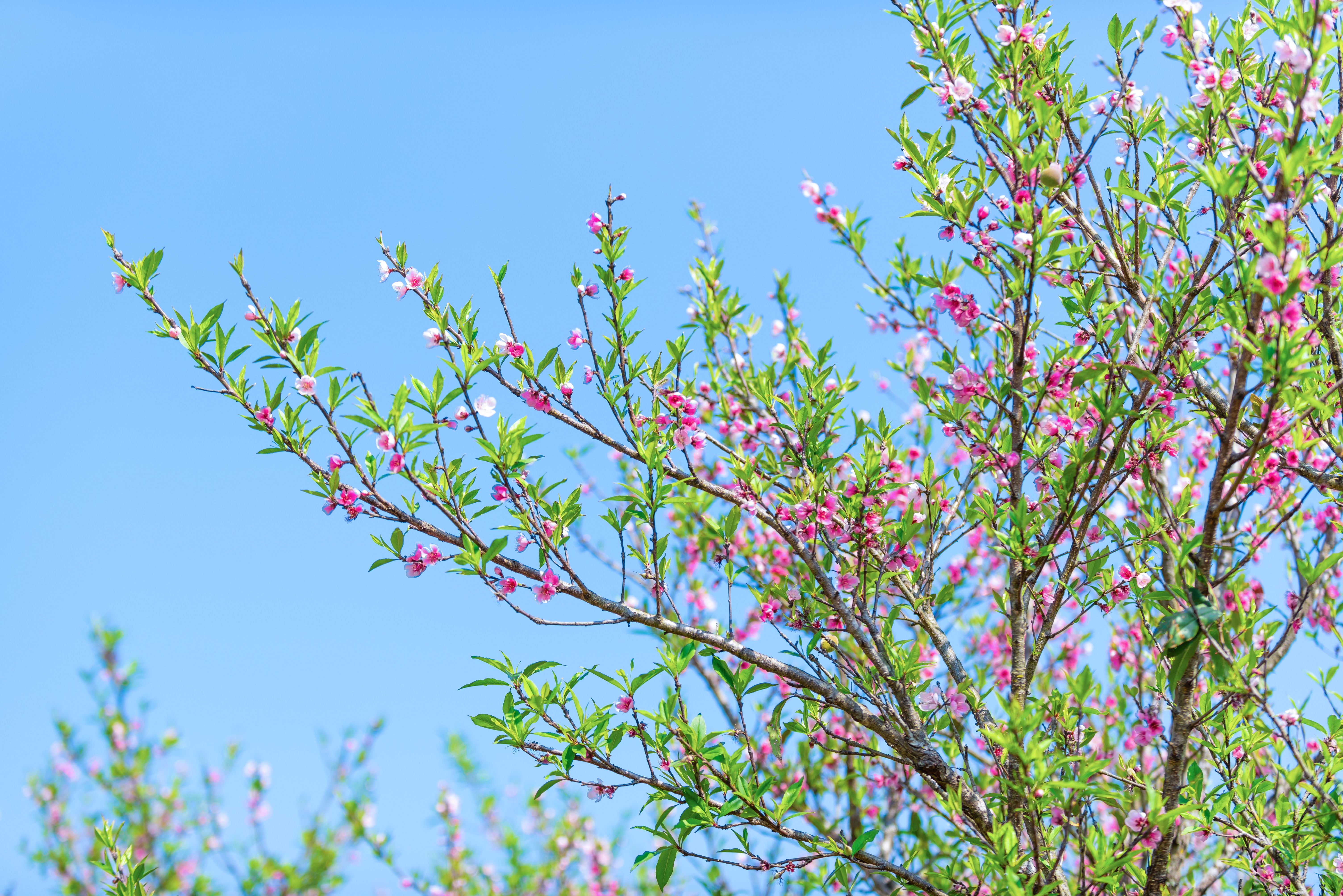Foto de stock gratuita sobre arbusto, crecimiento, en flor, primavera ...