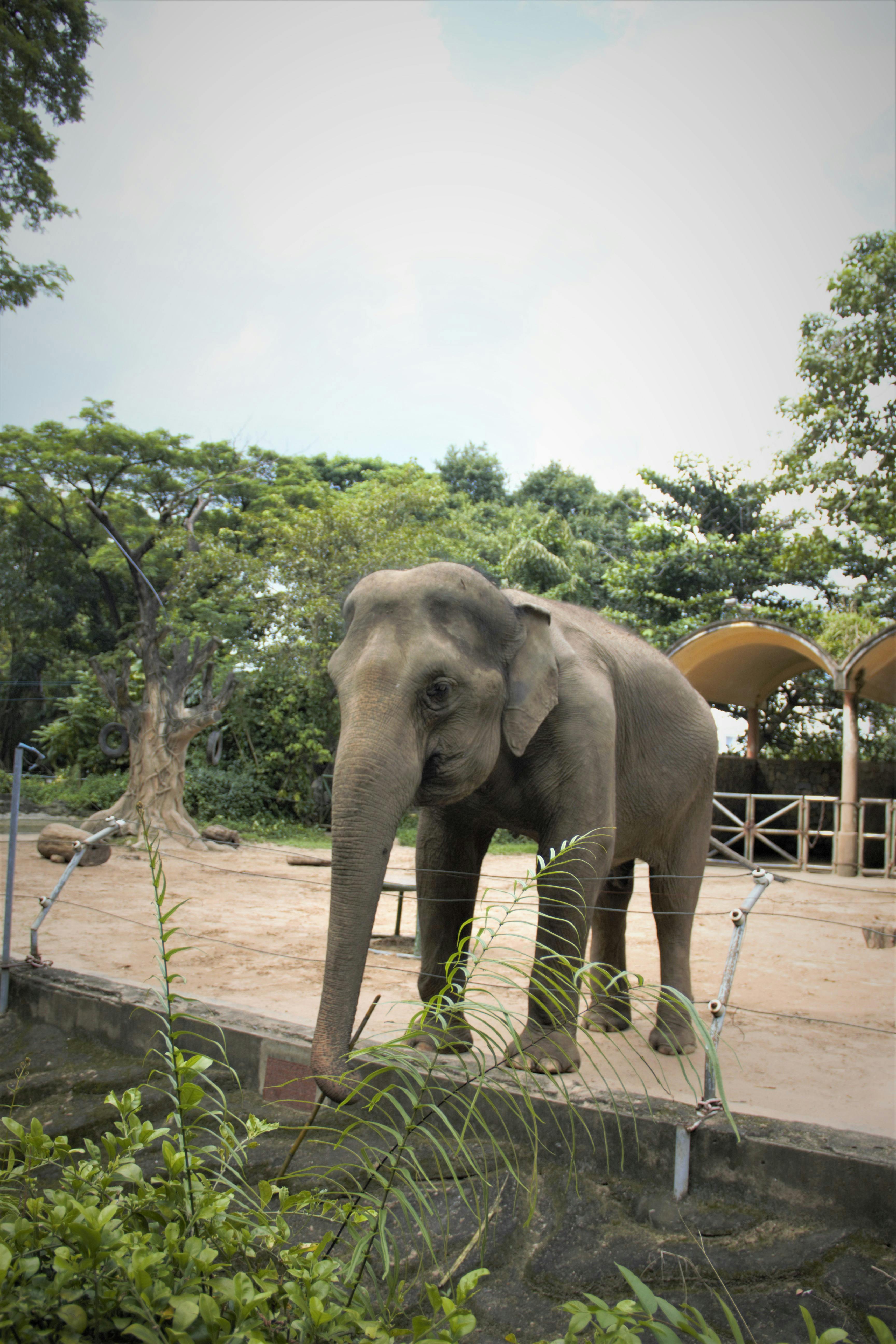 Elephent Photos, Download The BEST Free Elephent Stock Photos & HD Images