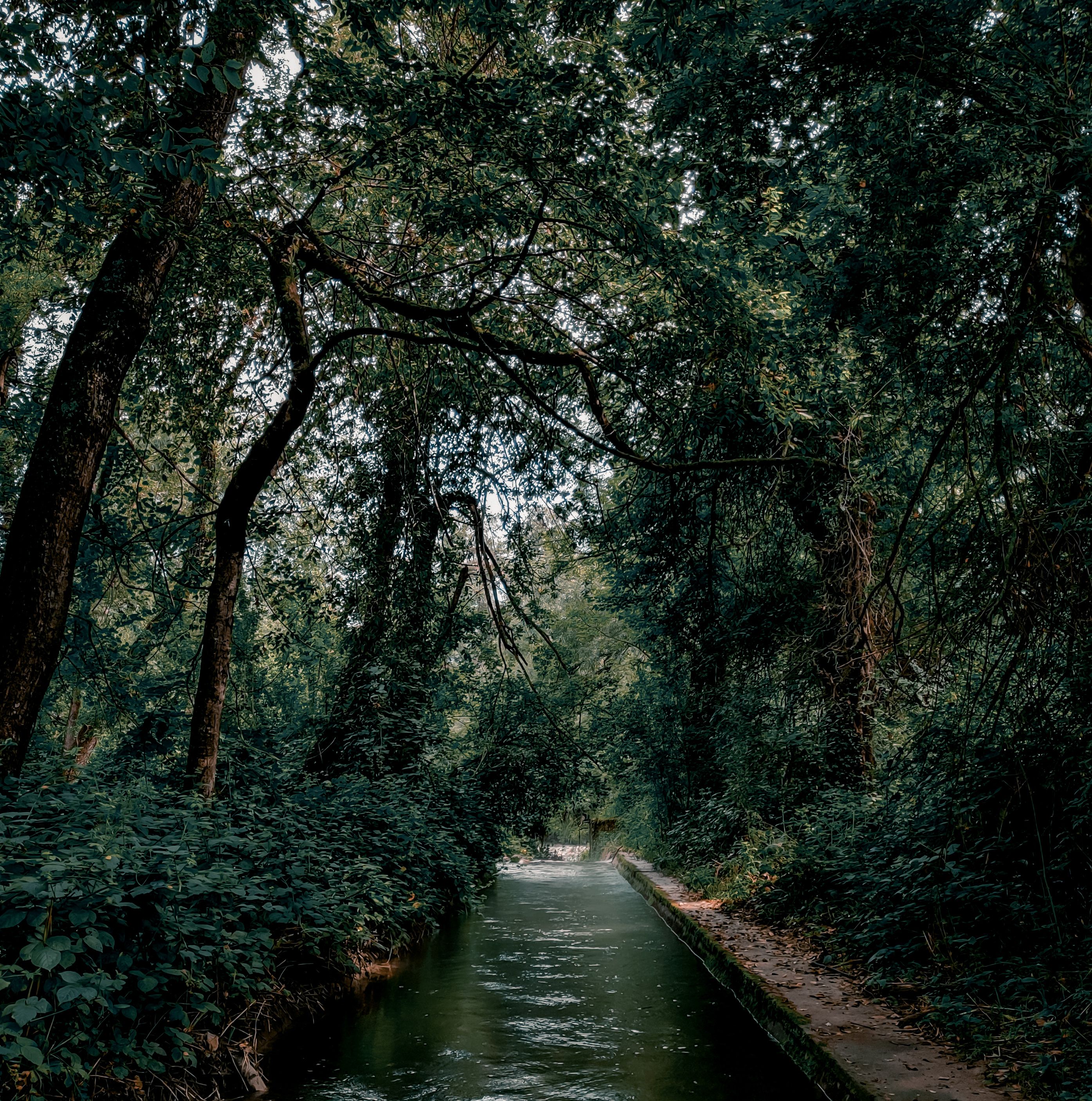River Between Trees · Free Stock Photo
