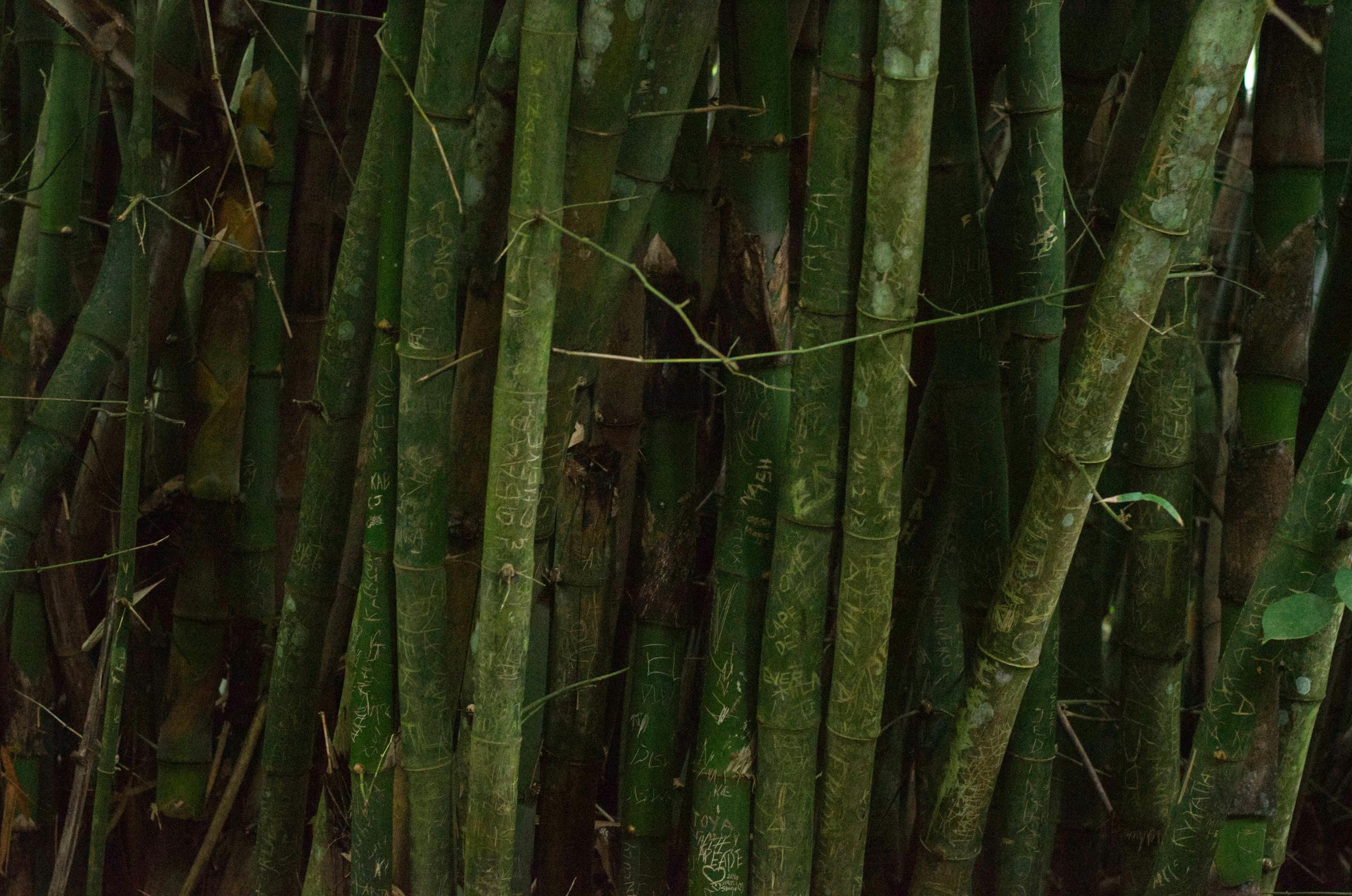 Brown Bamboo Tree · Free Stock Photo