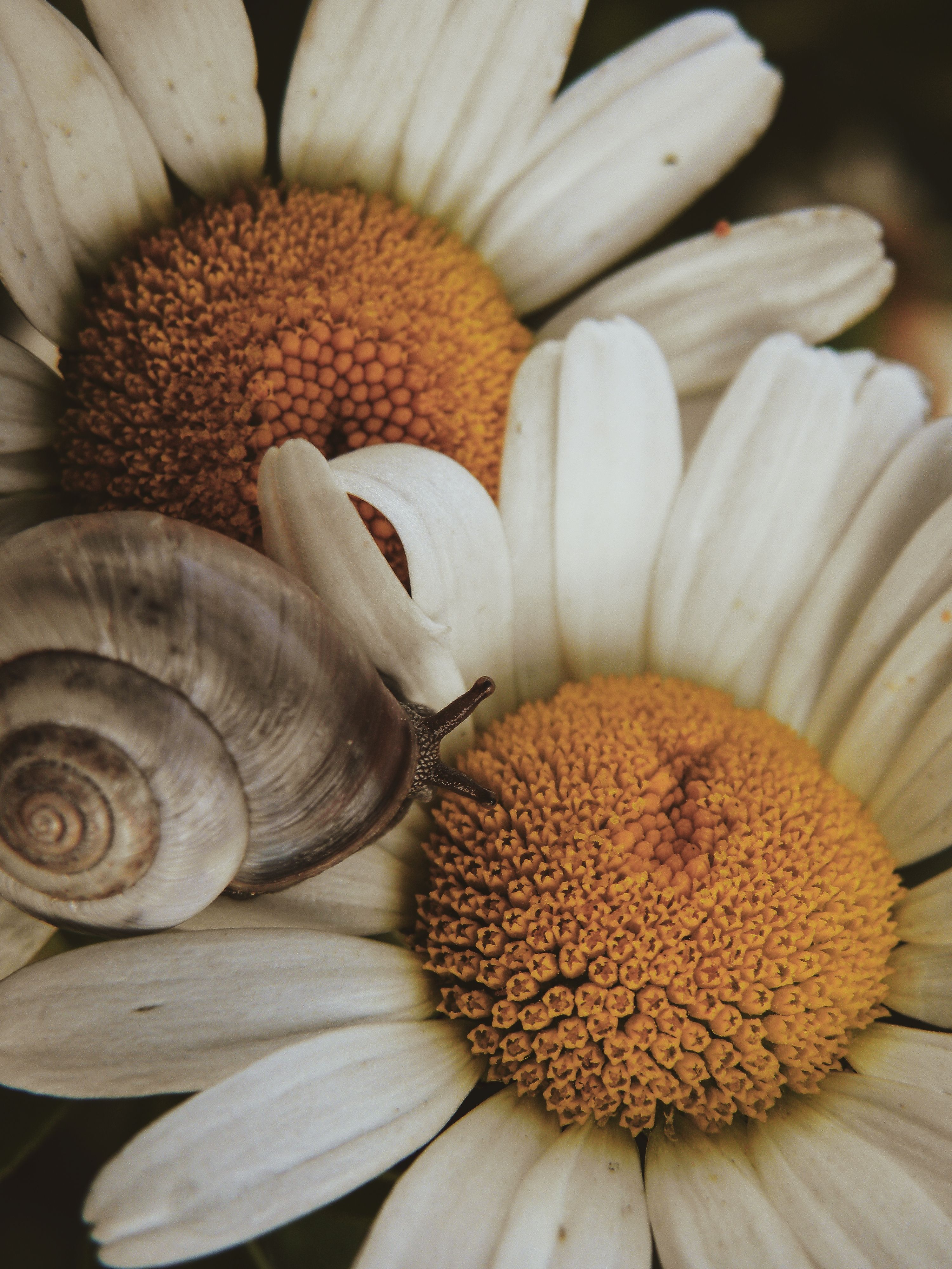 Close-up of a Snail on a Daisy · Free Stock Photo