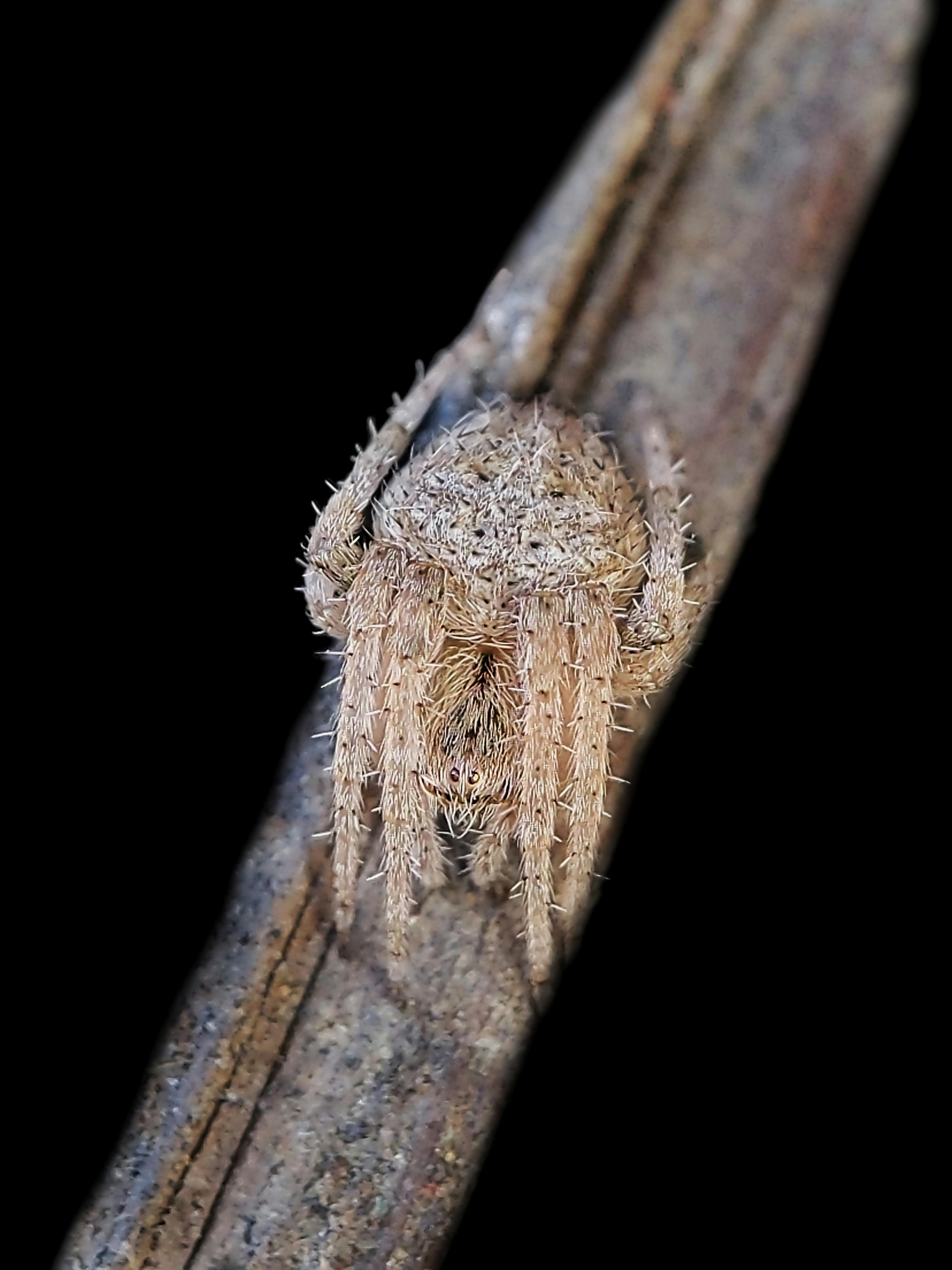 Foto de stock gratuita sobre animal, araña, biología, insecto ...