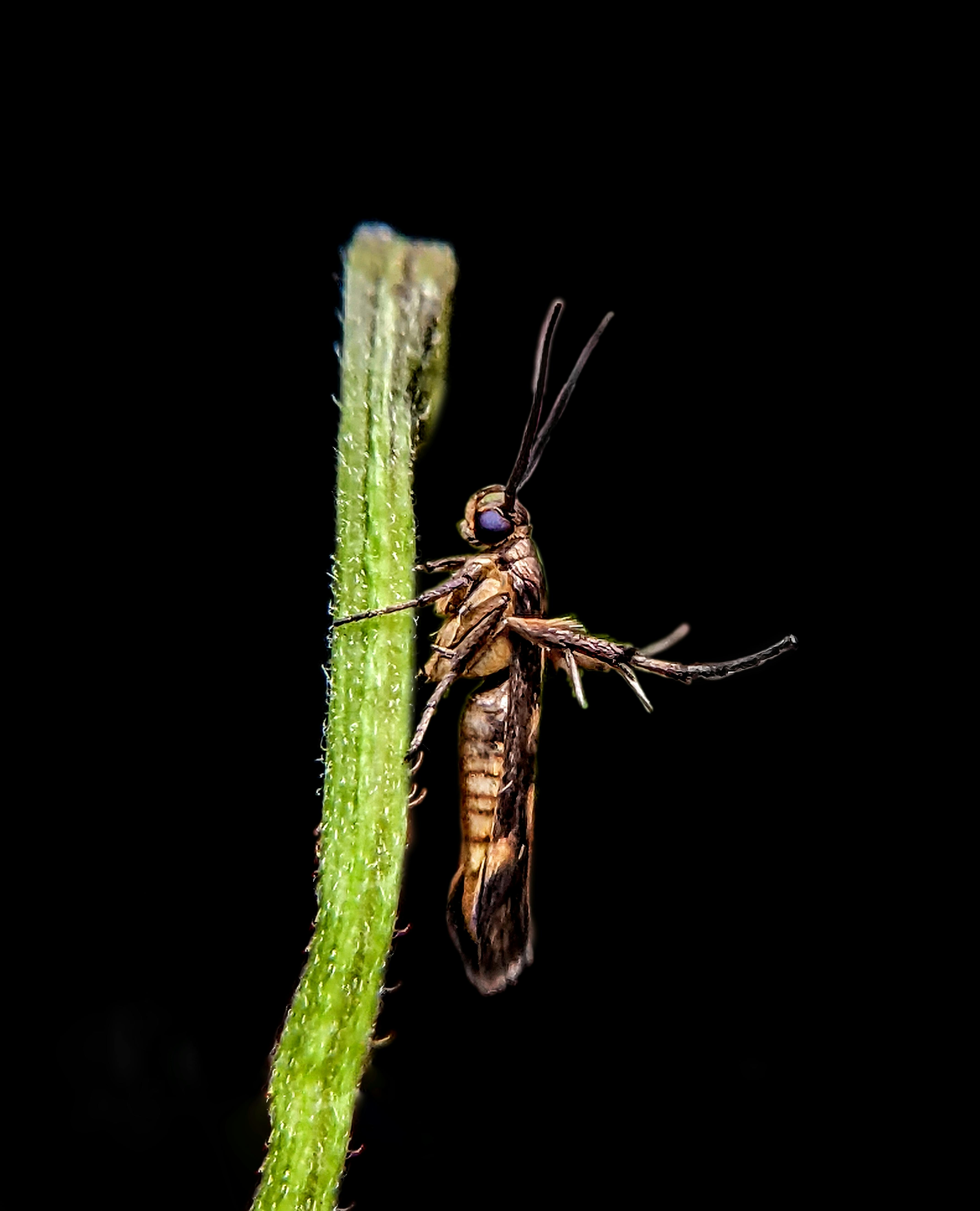 Locust Photos, Download The BEST Free Locust Stock Photos & HD Images